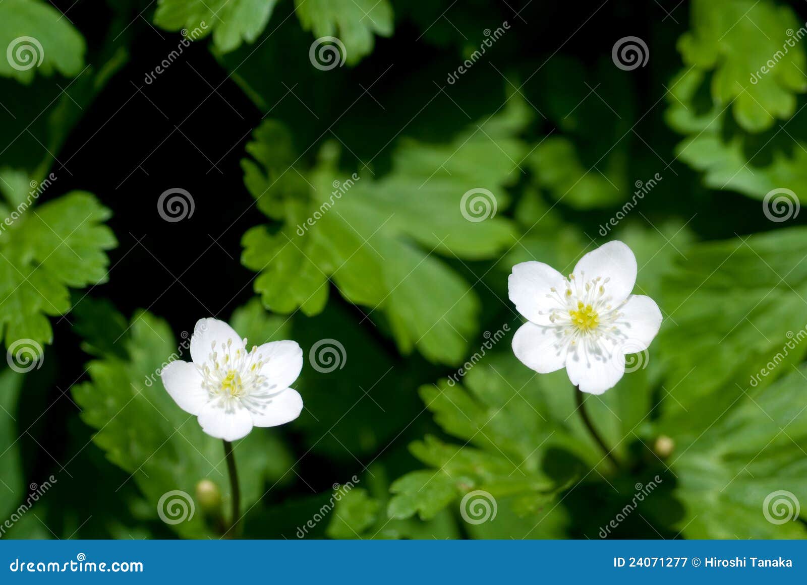 Wind flower stock image. Image of beautiful, full, garden - 24071277