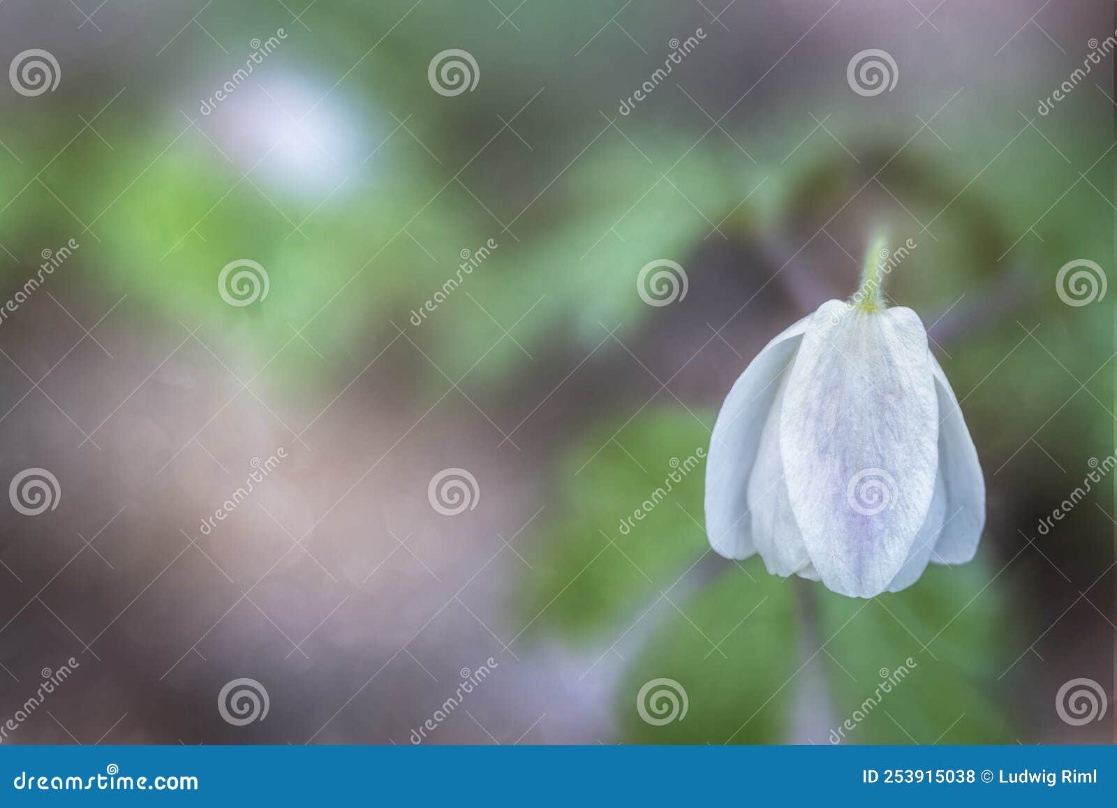 Wind Flower stock photo. Image of wildflower, windflower - 253915038