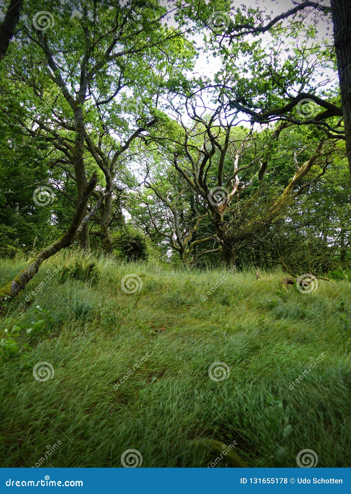 Wind in the forest stock photo. Image of deciduous, indication - 131655178