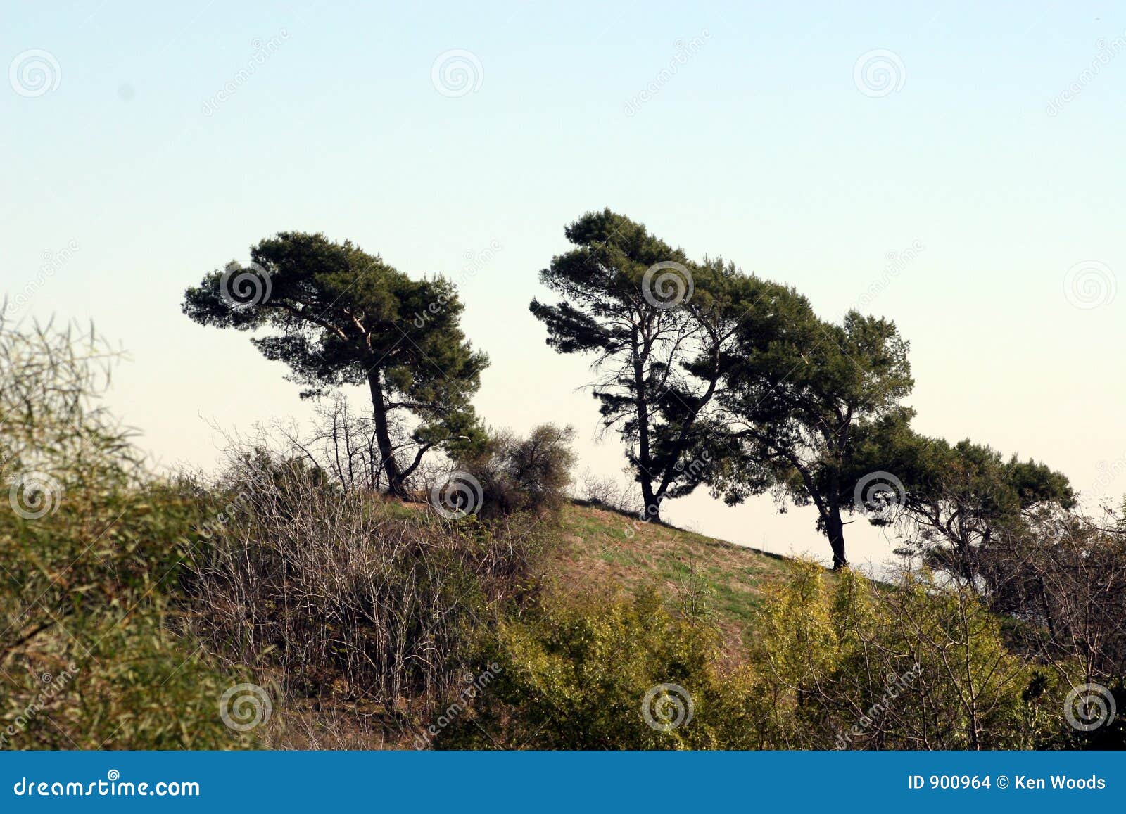 Wind geblazen bomen #1 stock foto. Image of struiken, landelijk - 900964