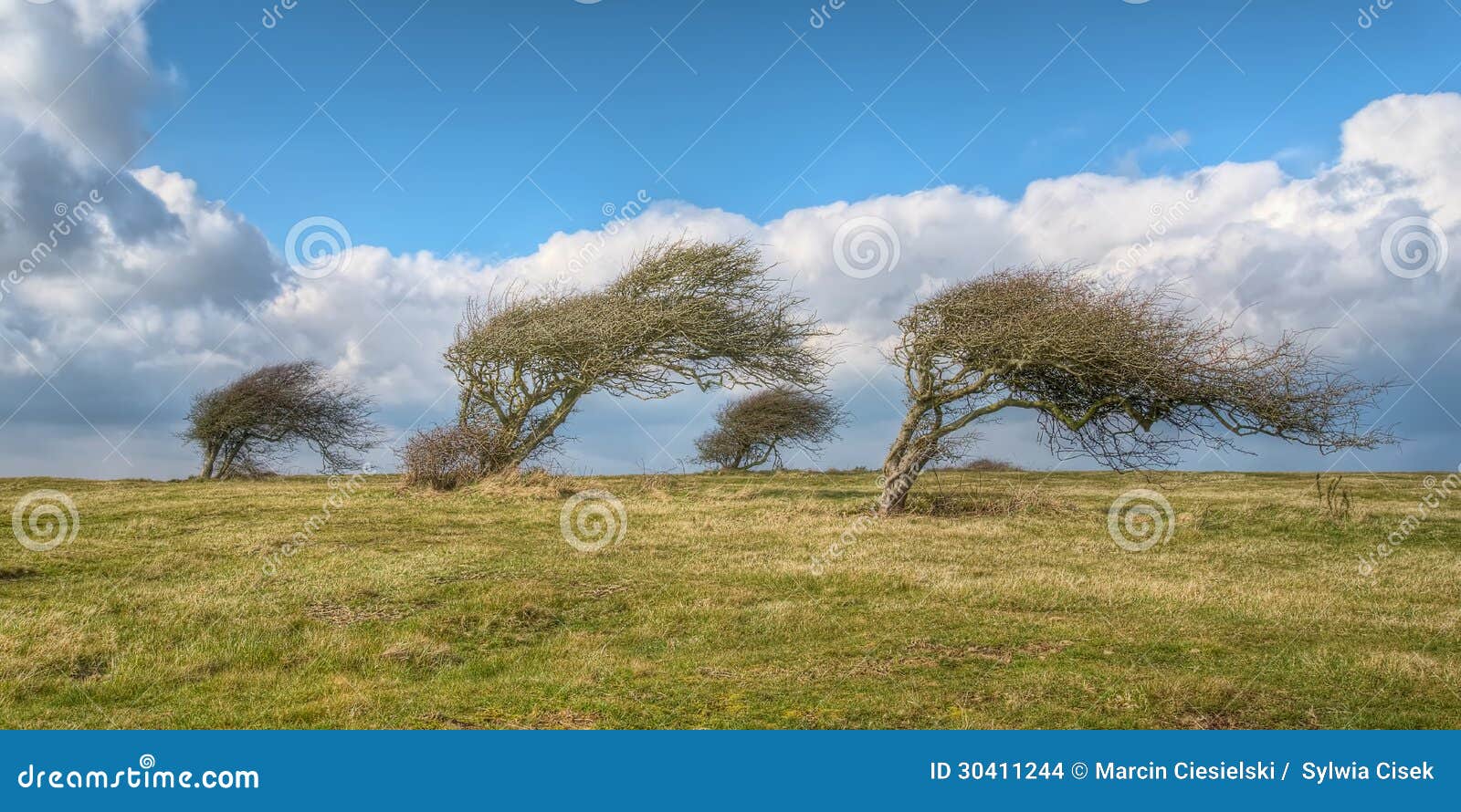Wind geblazen bomen stock foto. Image of toneel, wind - 30411244