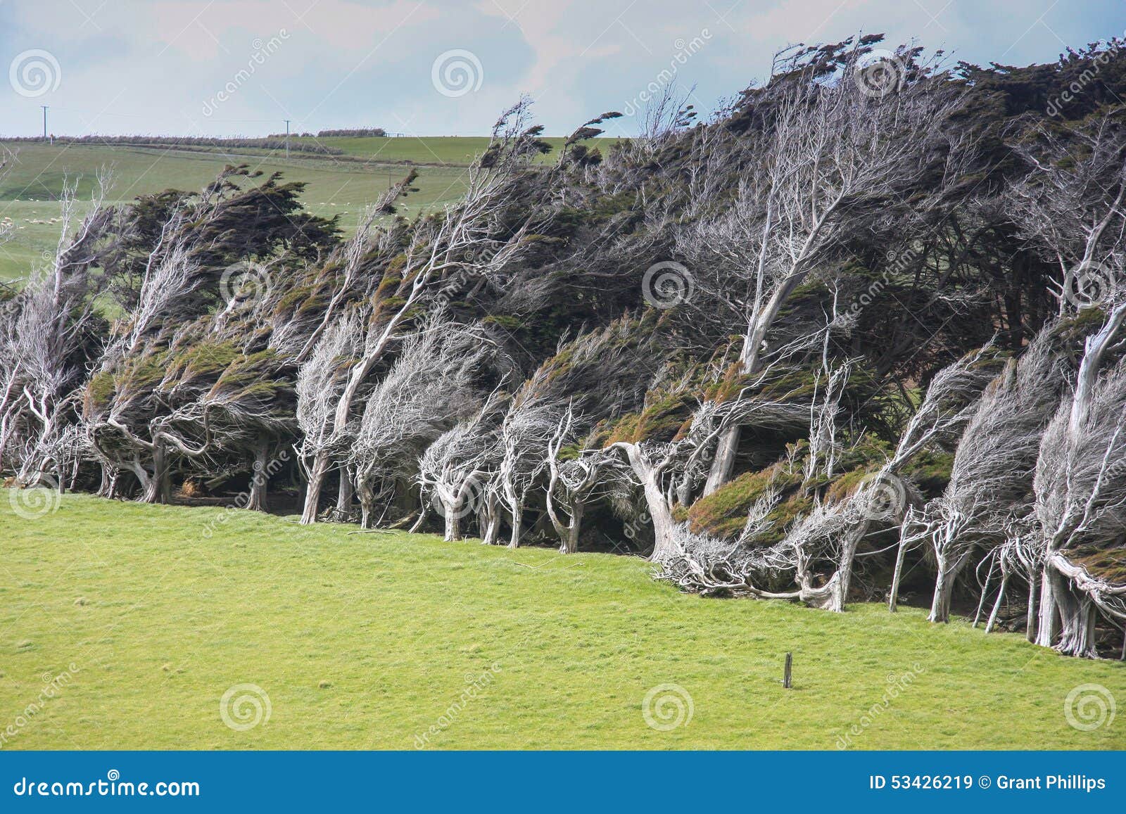 Wind Geblazen Bomen, Hellingspunt Stock Afbeelding - Image of afstand ...