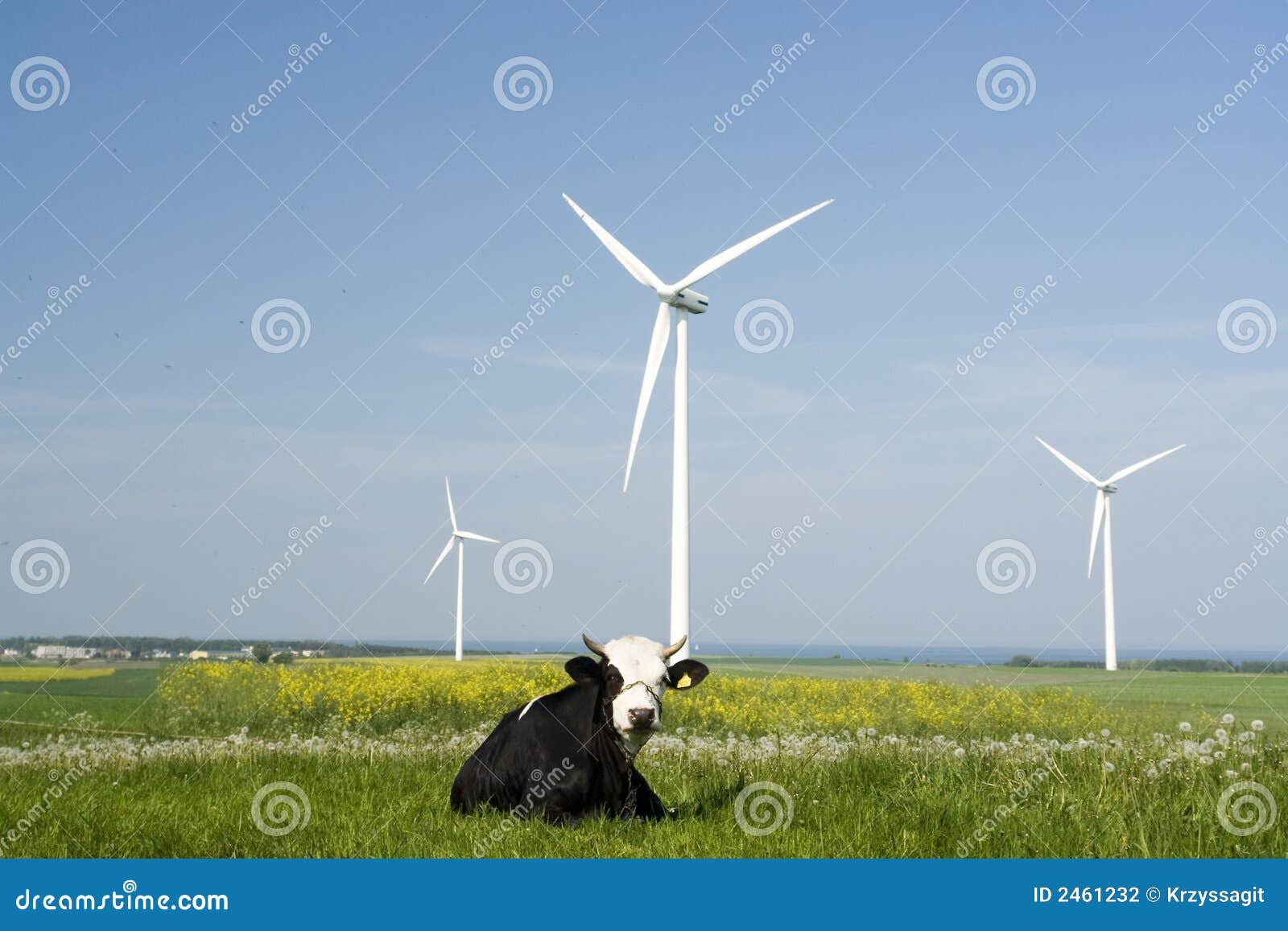 Wind generators and cow stock photo. Image of clean, power - 2461232