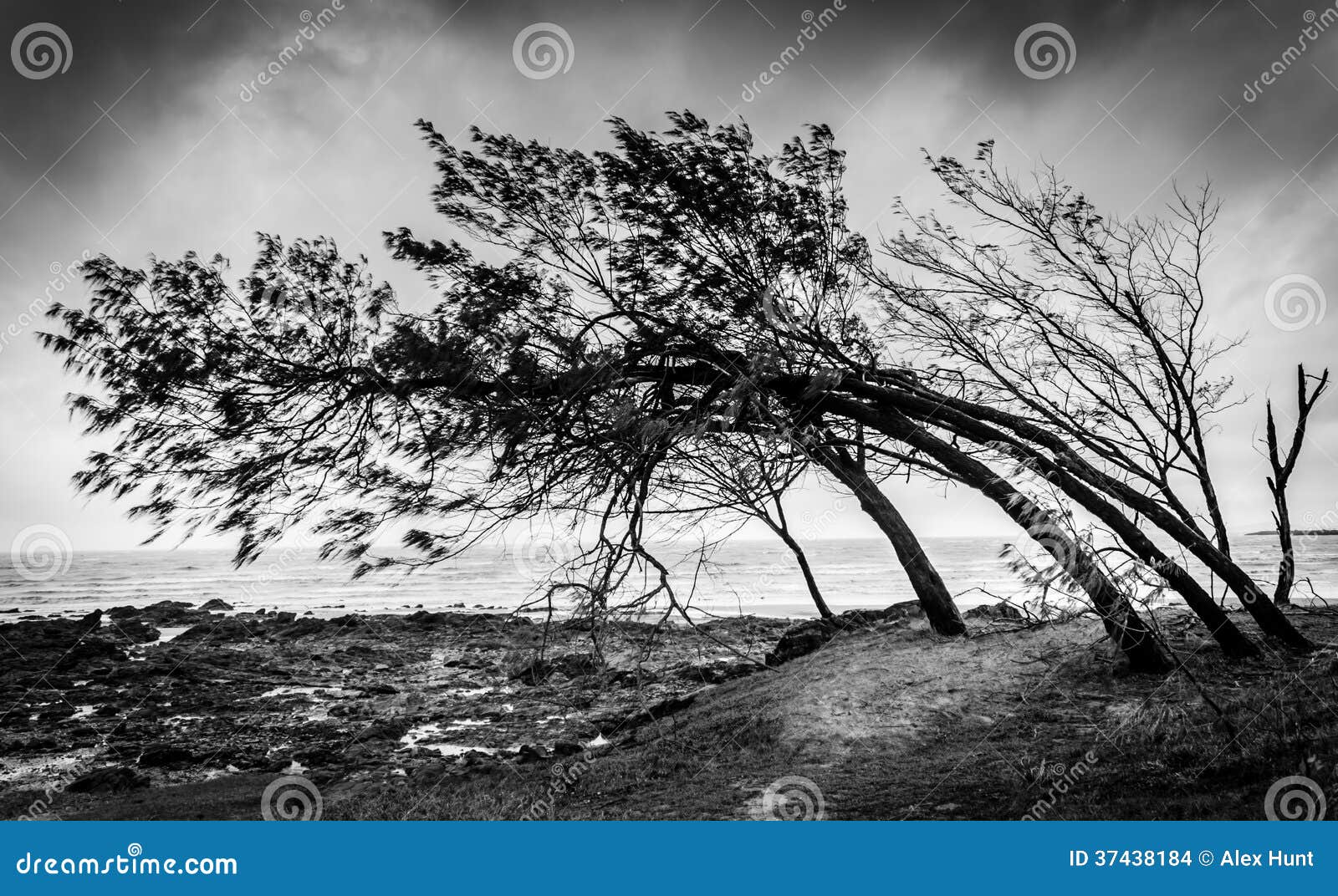 Wind Geveegde Bomen stock foto. Image of neiging, zwart - 37438184