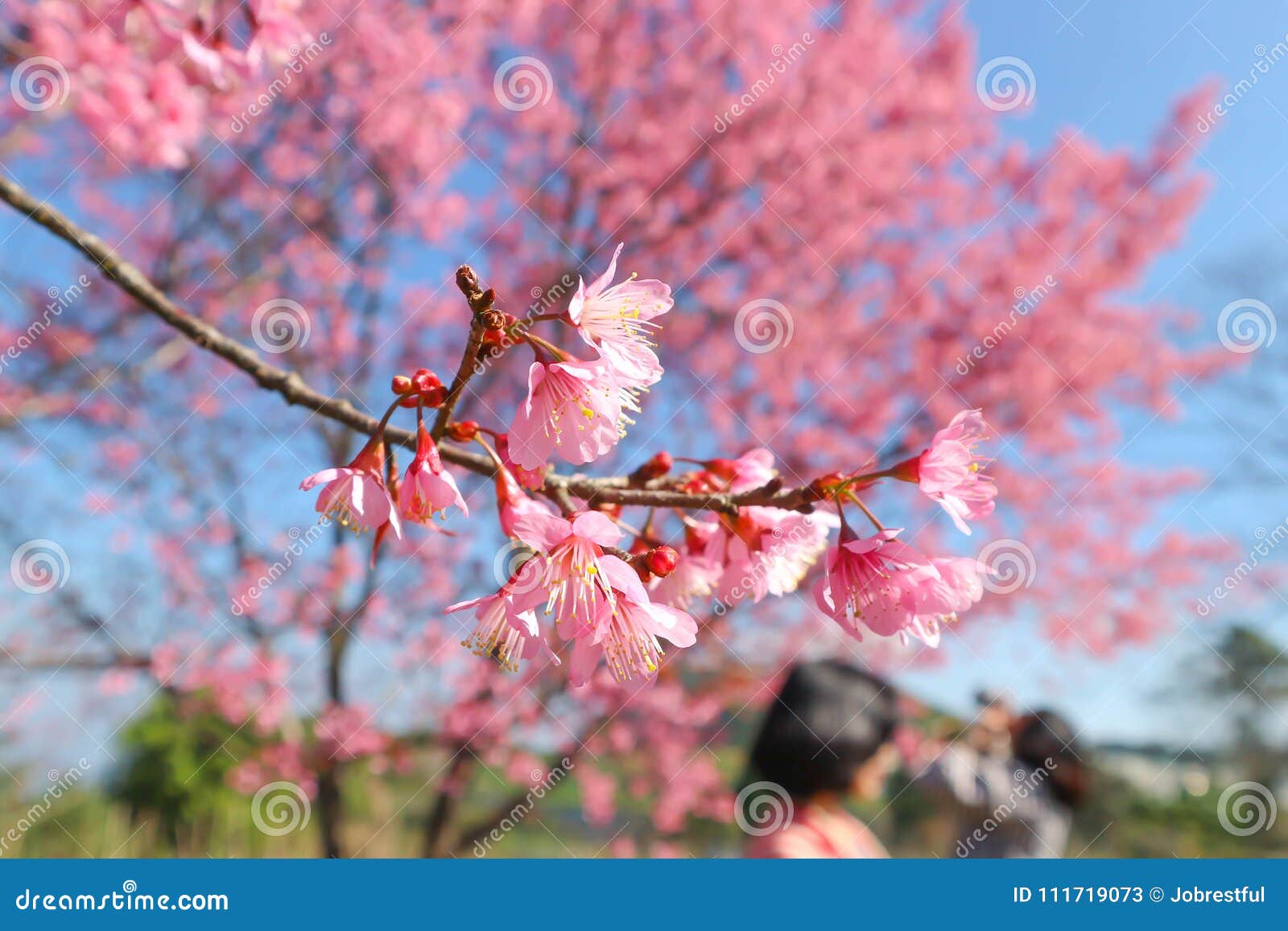 Wind Himalayan Cherry or Prunus Cerasoides or Sakura Stock Image ...
