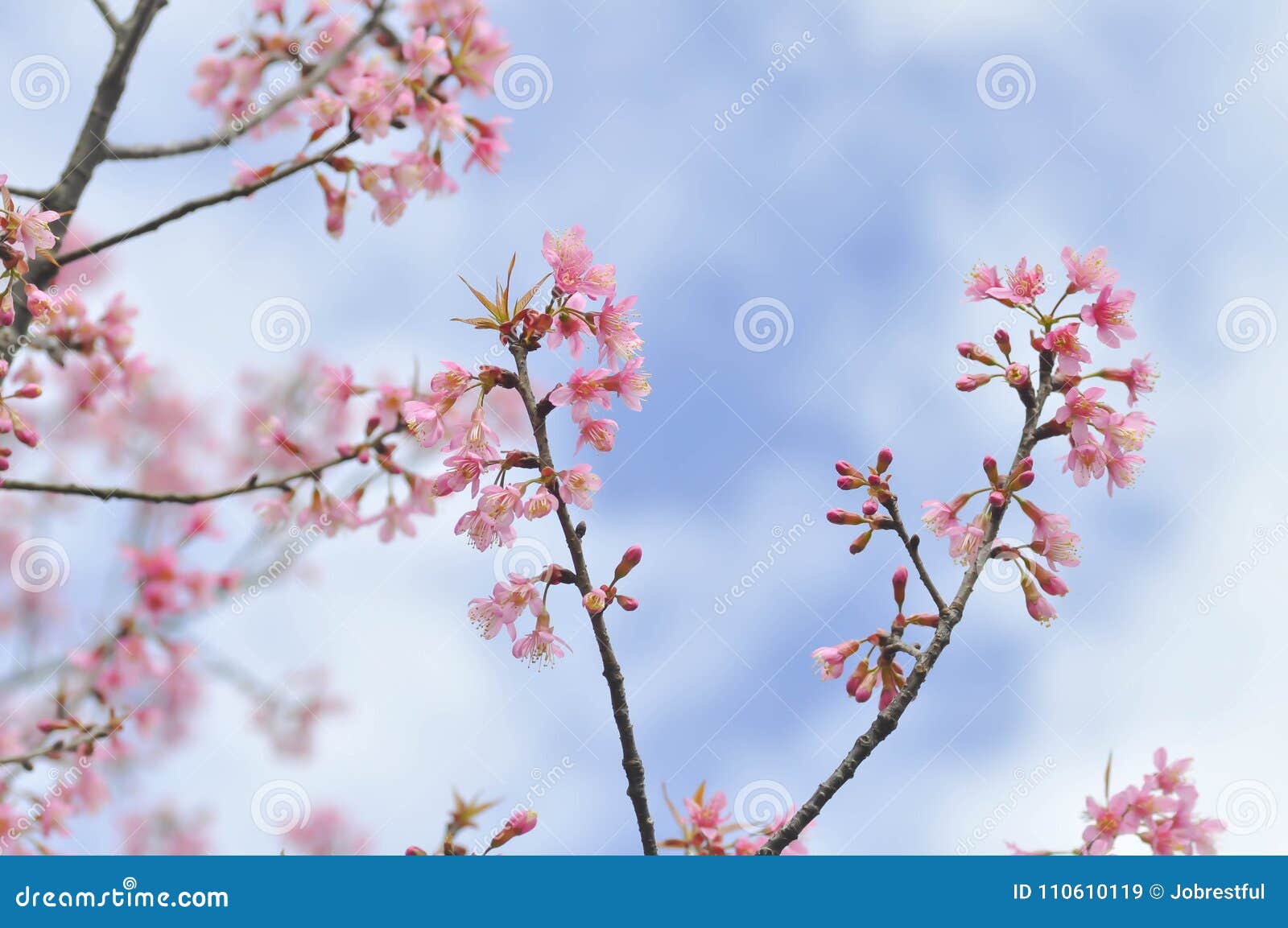 Wind Himalayan Cherry or Prunus Cerasoides or Sakura Stock Image ... Wind Himalayan Cherry or Prunus Cerasoides or Sakura Stock Image ...