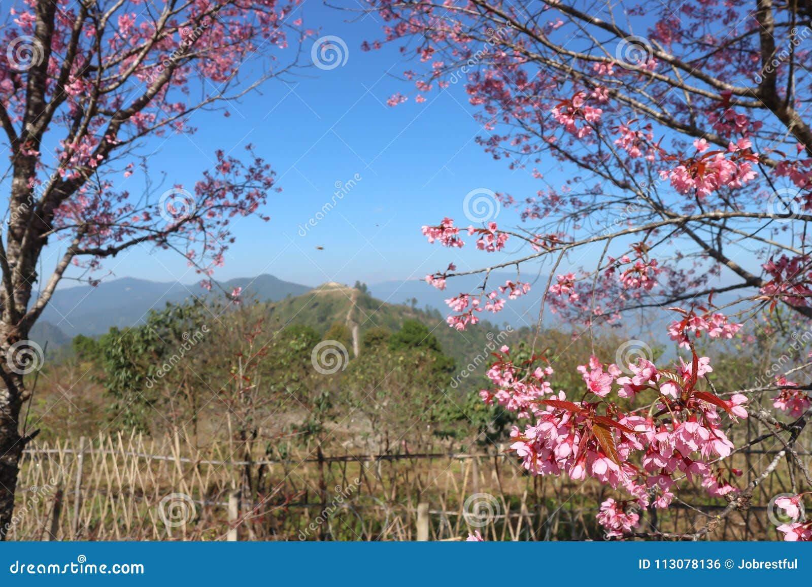 Wind Himalayan Cherry or Prunus Cerasoides or Sakura Stock Photo ... Wind Himalayan Cherry or Prunus Cerasoides or Sakura Stock Photo ...
