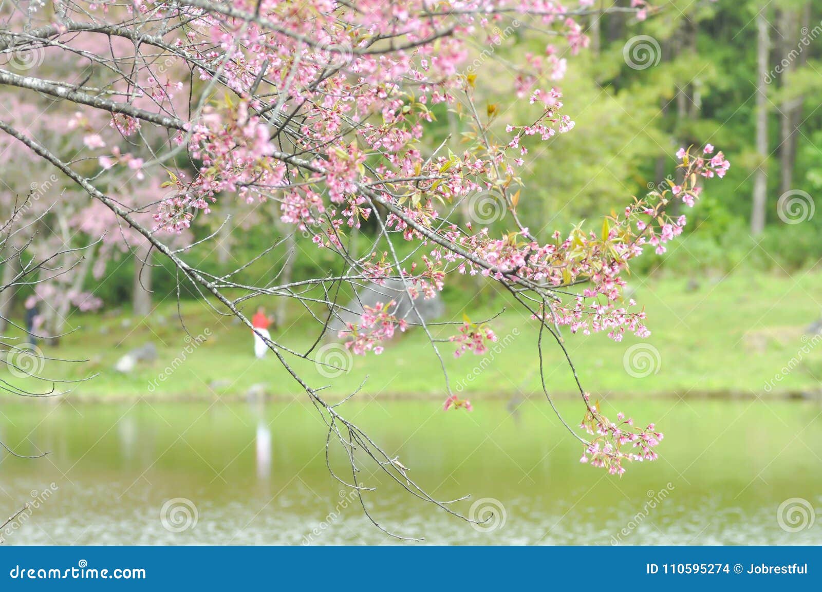 Wind Himalayan Cherry or Prunus Cerasoides or Sakura Stock Photo ... Wind Himalayan Cherry or Prunus Cerasoides or Sakura Stock Photo ...