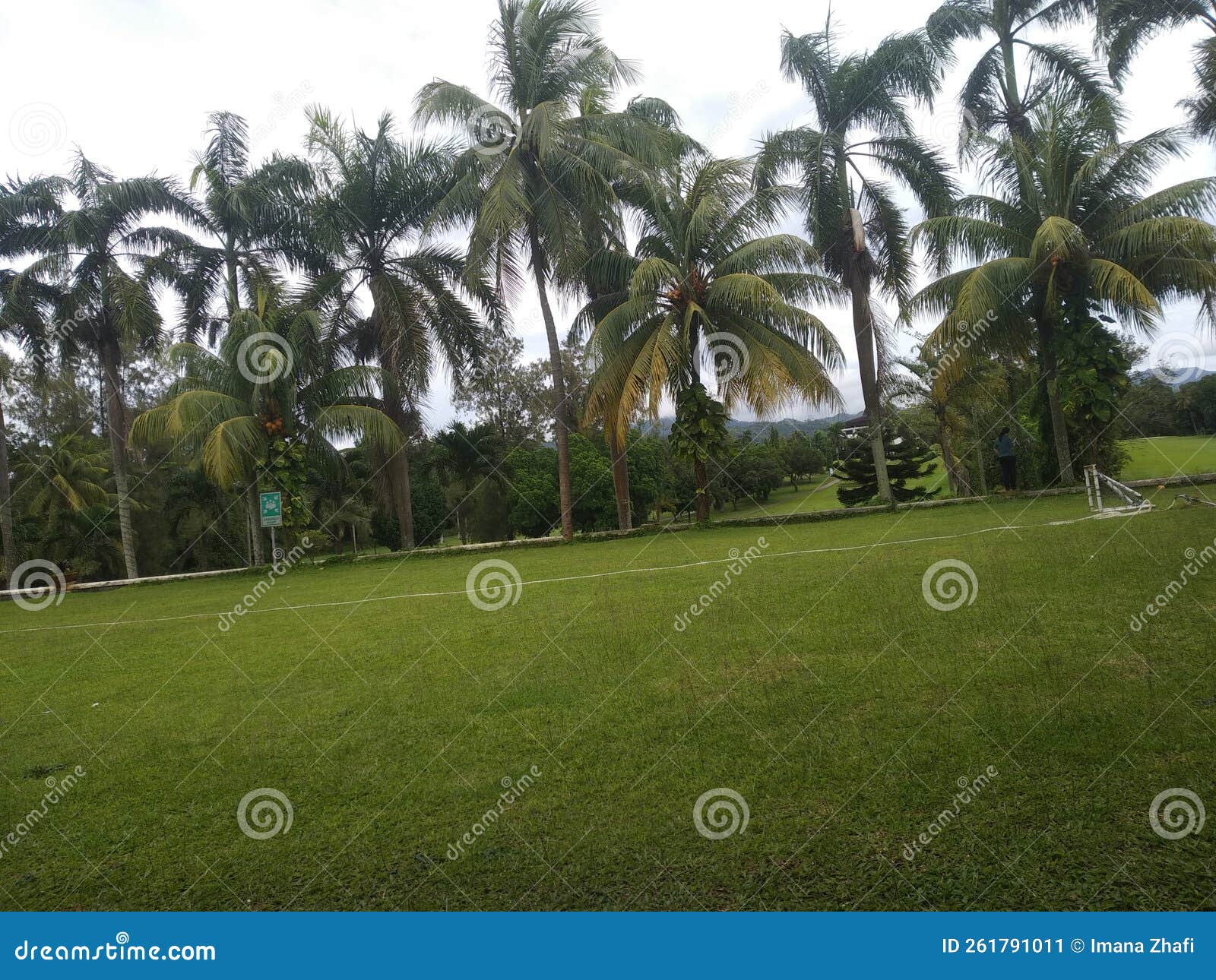 Wind Hit the Coconut Plants at the Evening Stock Image - Image of ...