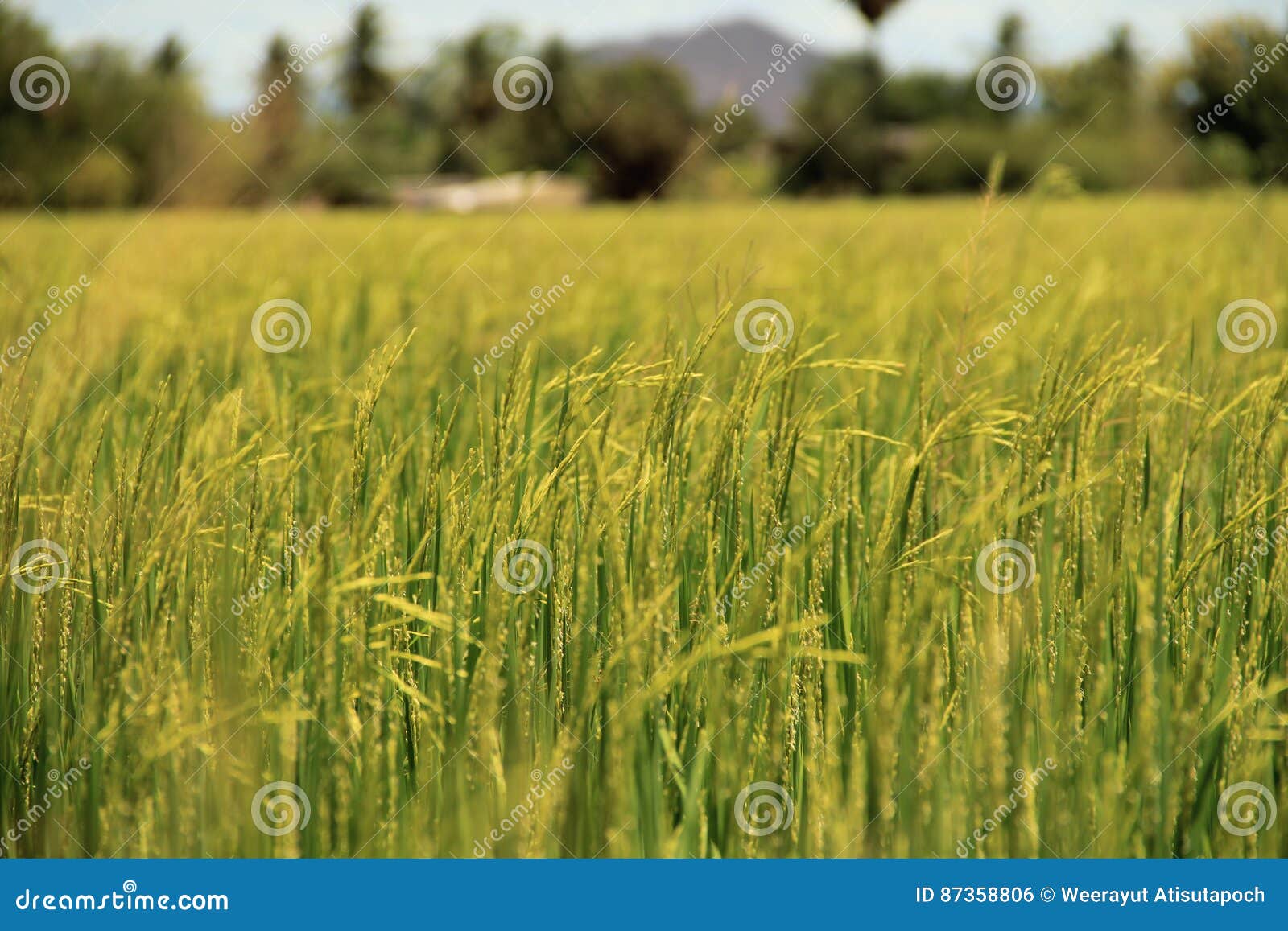 Wind Paddy Rice Yellow Gold Stock Photo - Image of plant, berry: 87358806