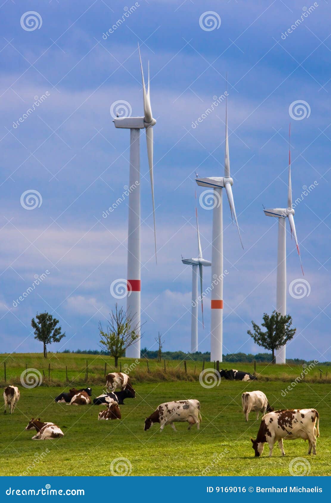 Wind Power and Organic Grass Fed Cows 2 Stock Photo - Image of food ...