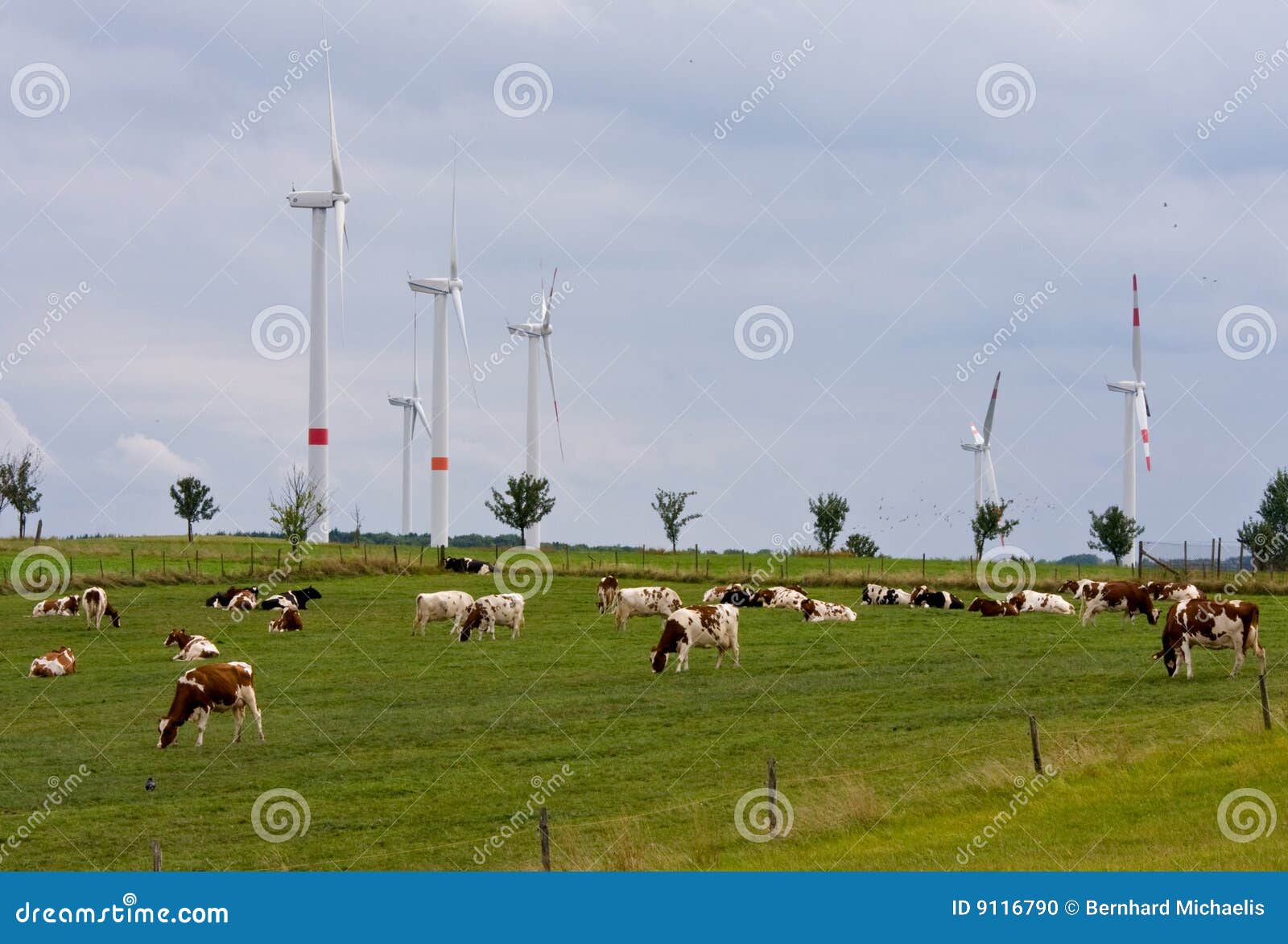 Wind Power and Organic Grass Fed Cows Stock Photo - Image of farm, life ...