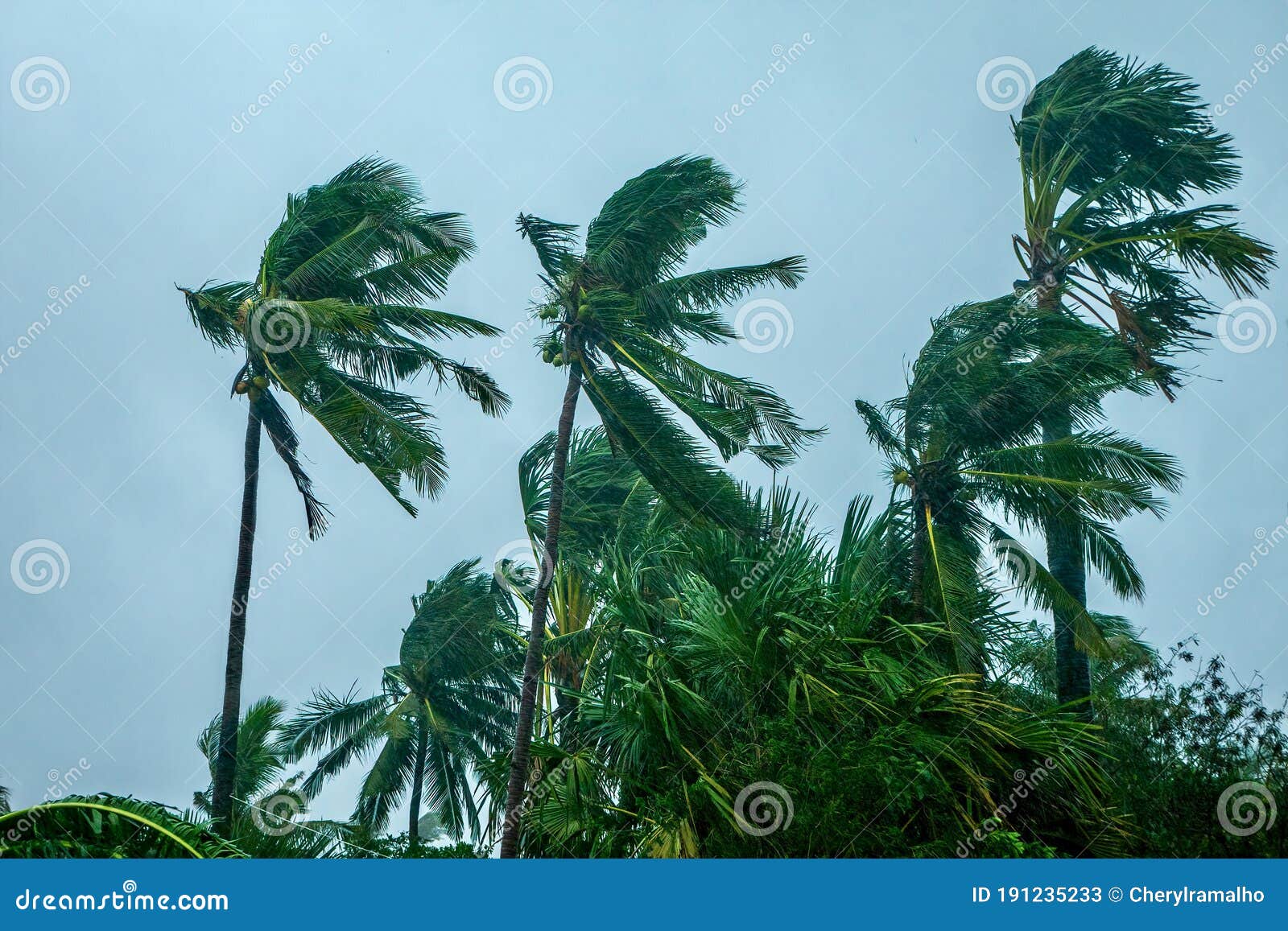 A Typhoon Blowing Palm Trees in the Philippines. Stock Image - Image of ...