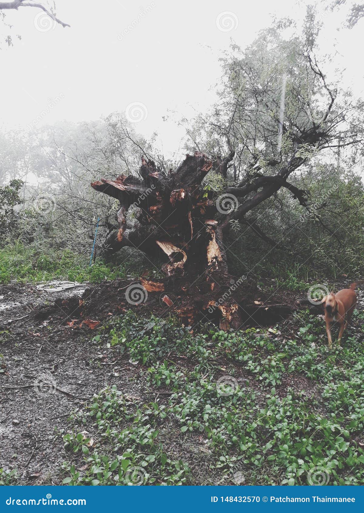 Wind, Rain, Storm, Landslide, Big Tree Falling Stock Photo - Image of ...
