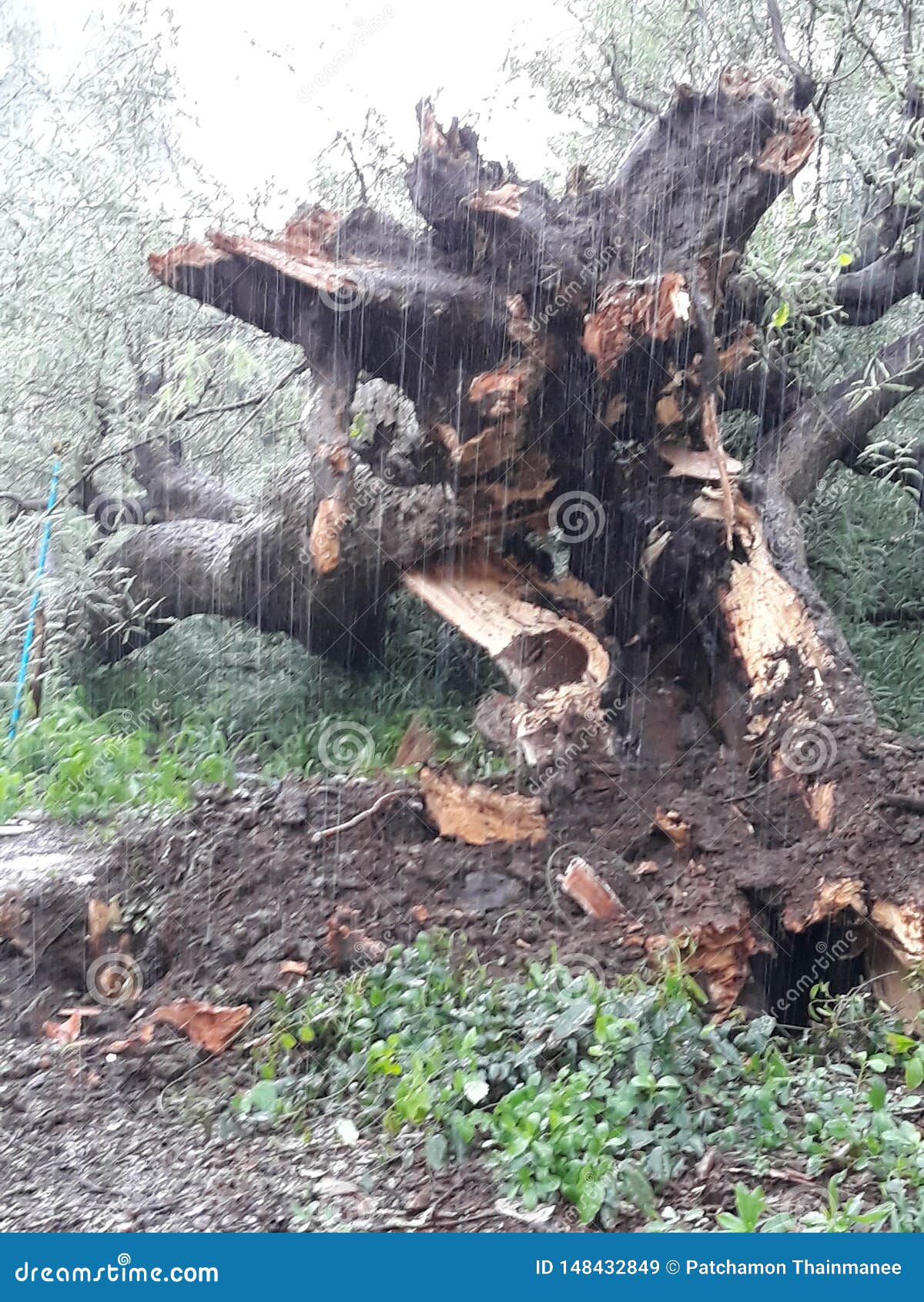 Wind, Rain, Storm, Landslide, Big Tree Falling Stock Image - Image of ...