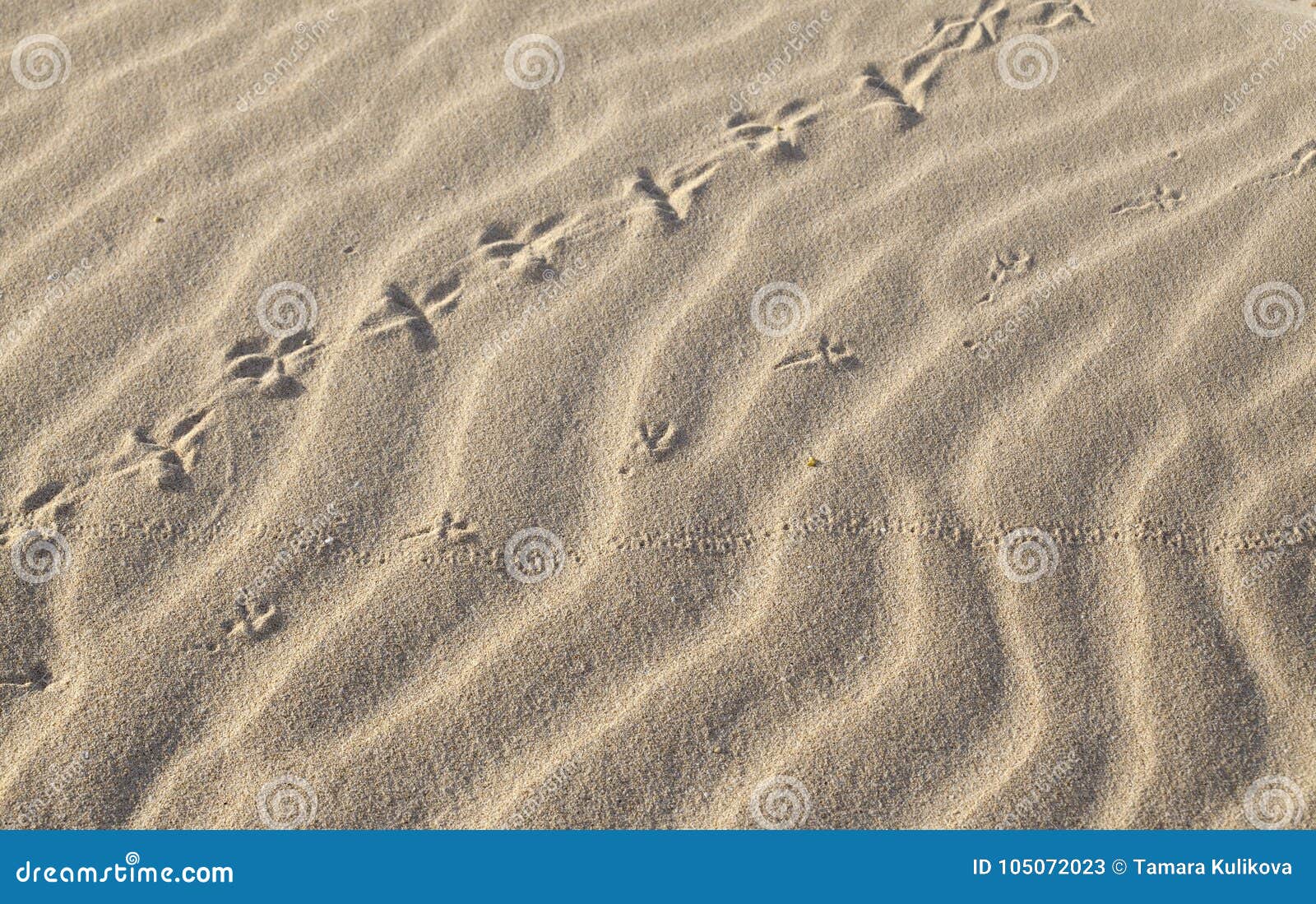 Wind and sand pattern stock image. Image of dunes, level - 105072023