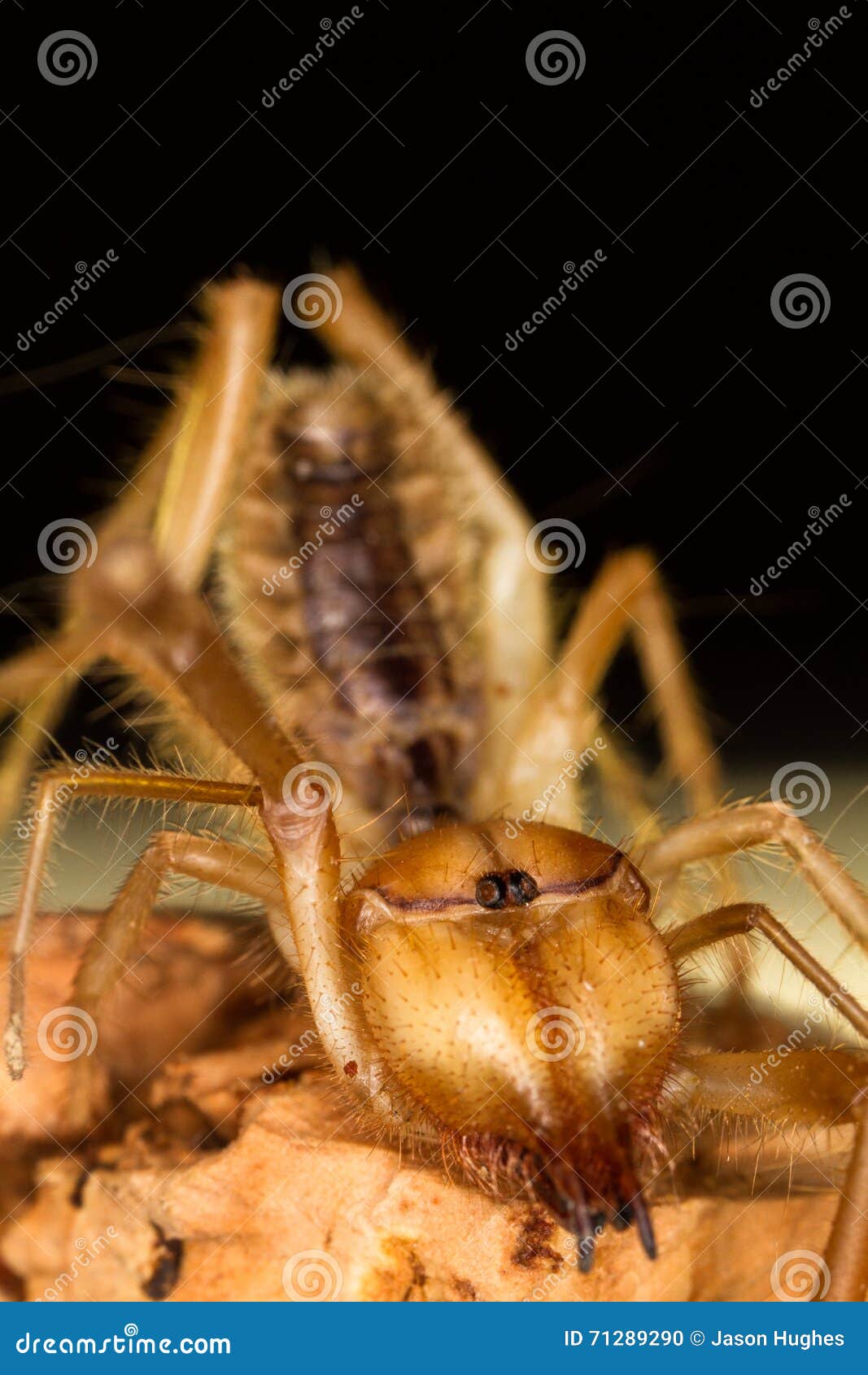 A wind scorpion stock photo. Image of jaws, macro, dangerous - 71289290