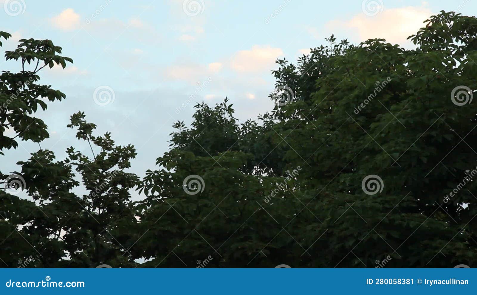 The Wind Shakes the Trees in the Evening on the Background of the Blue ...