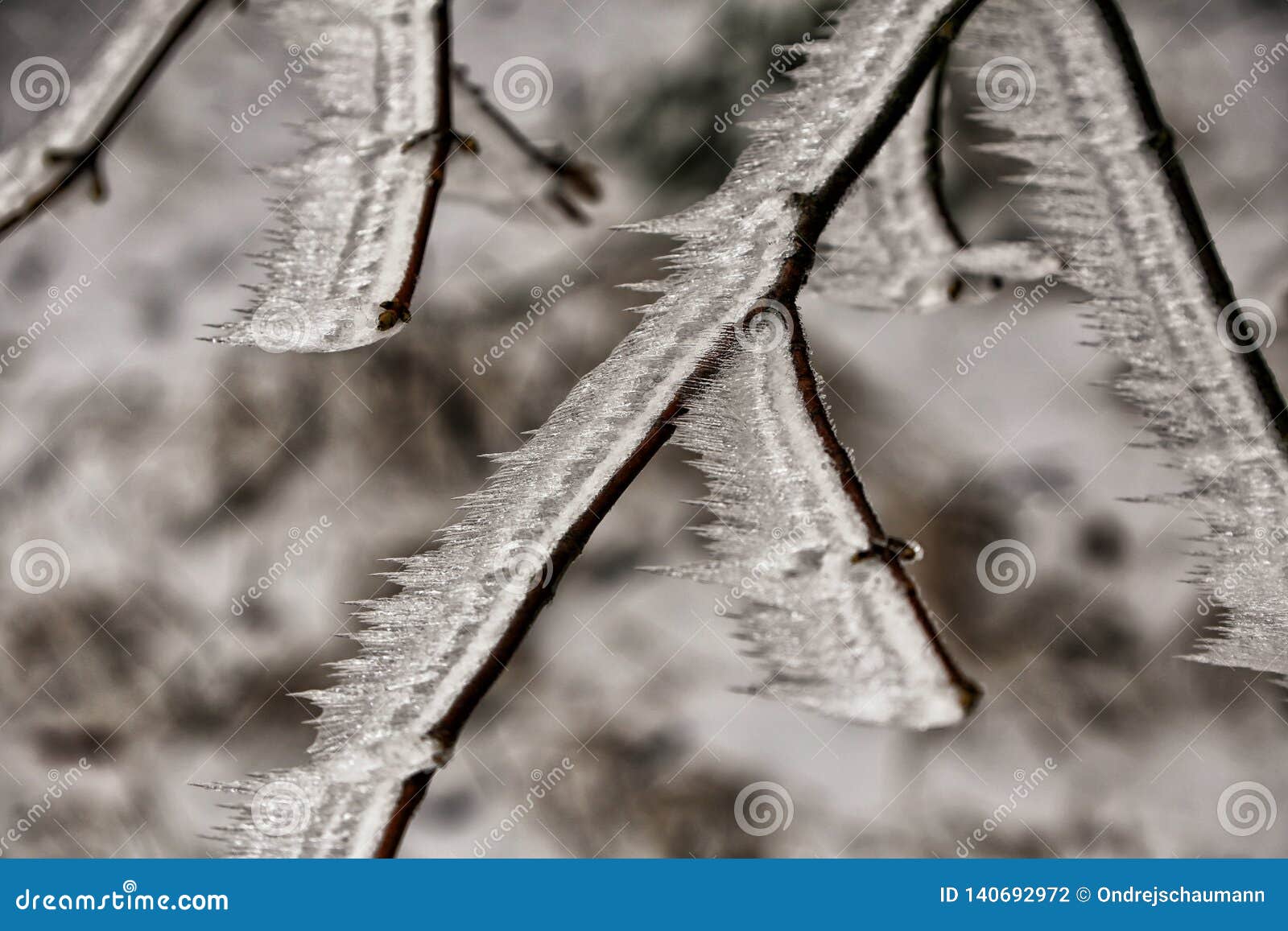 Wind Shaped Ice Crystals on the Tree Branch Stock Photo - Image of ...