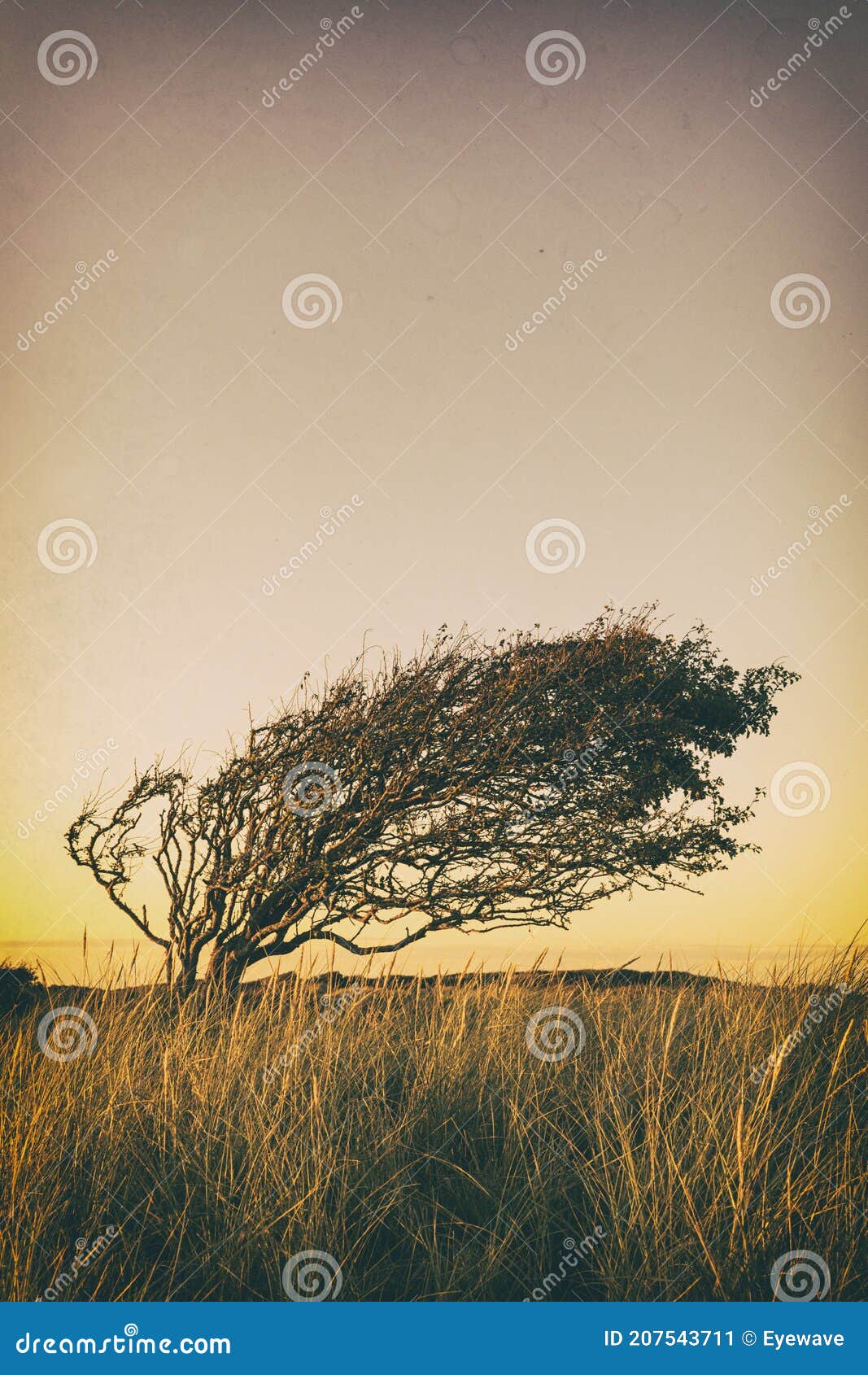 Wind-shaped Tree at the Danish North Sea Coast Stock Image - Image of ...