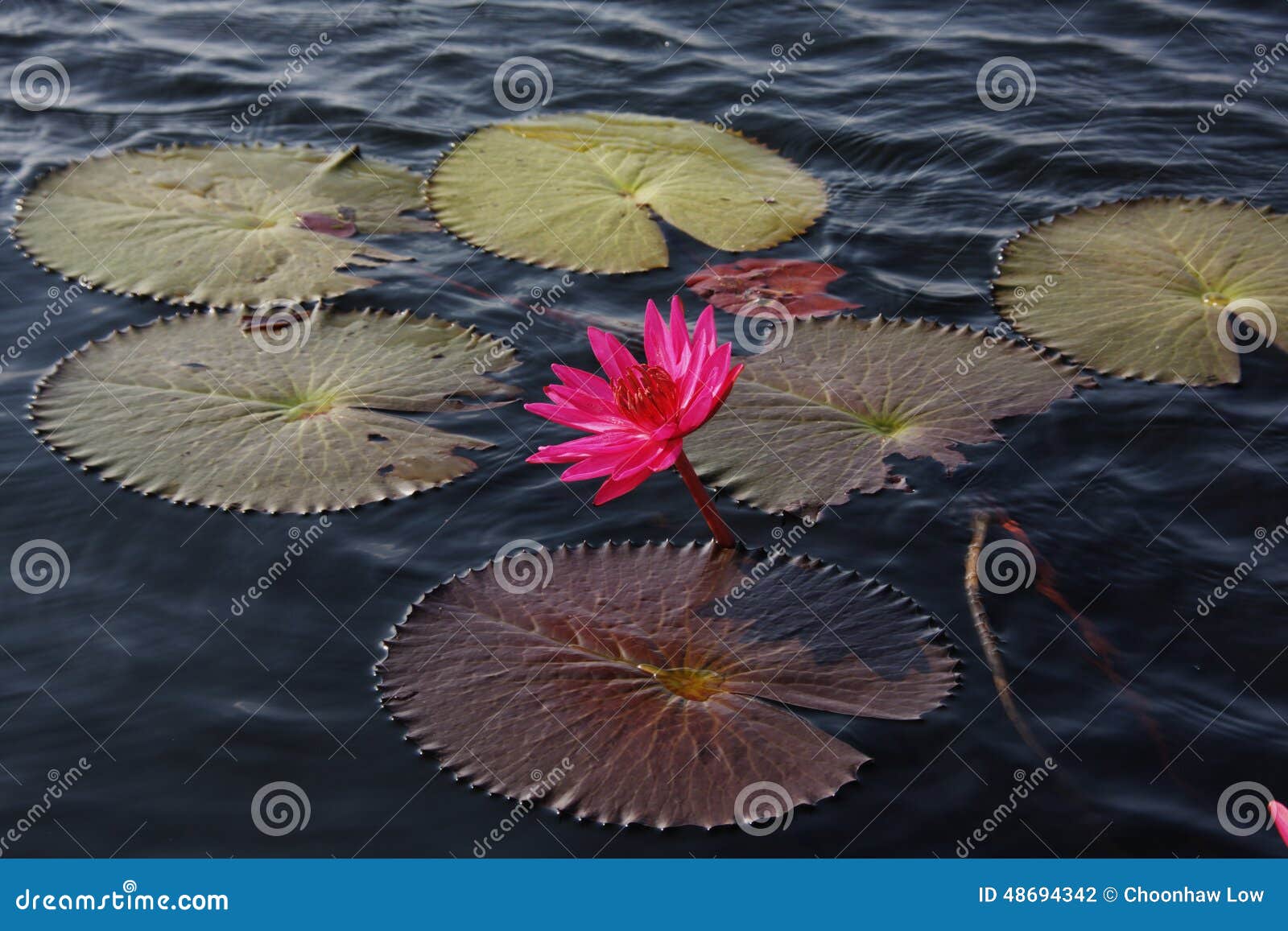 The wind smiling stock photo. Image of quality, water - 48694342