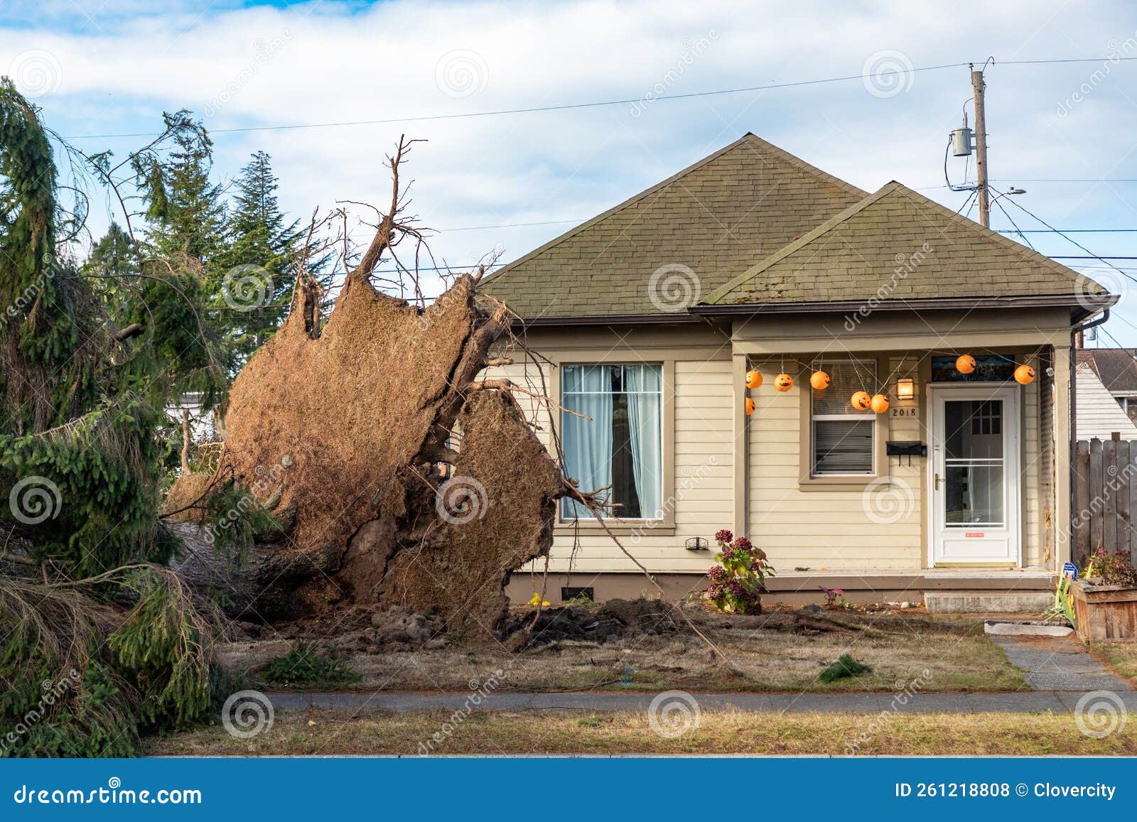 Wind Storm Fallen Tree in Everett WA Editorial Stock Photo - Image of ...