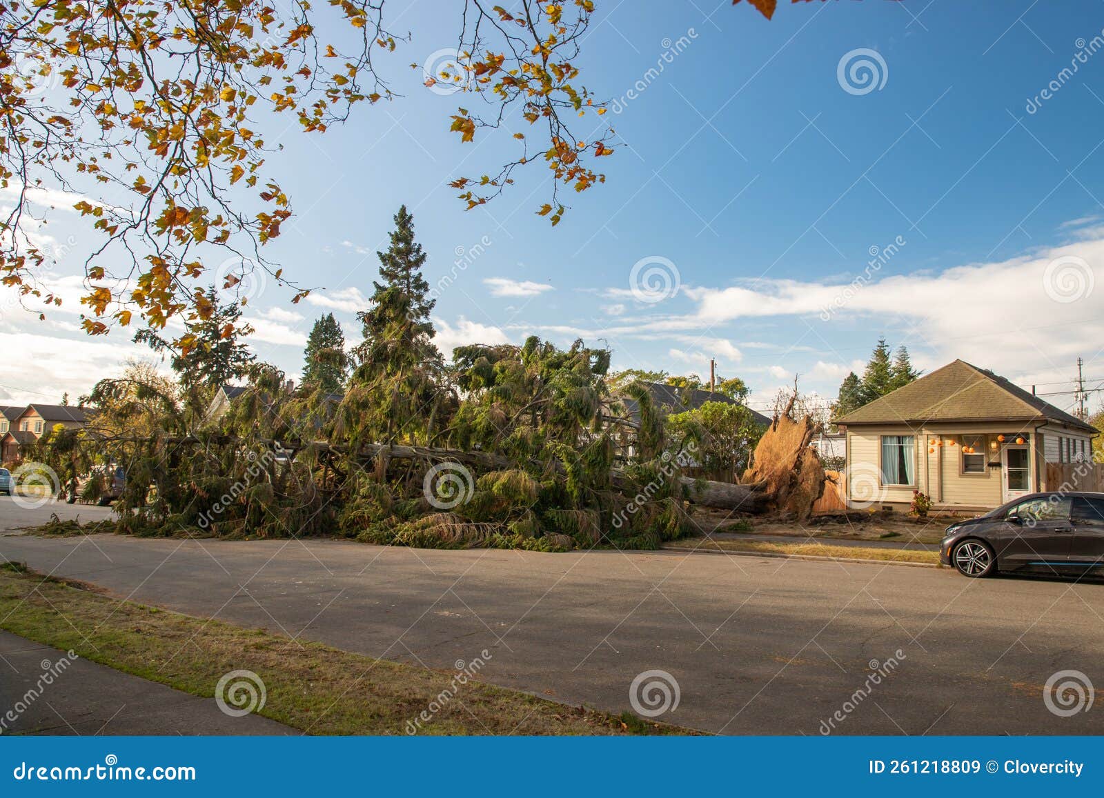 Wind Storm Fallen Tree in Everett WA Stock Image - Image of property ...