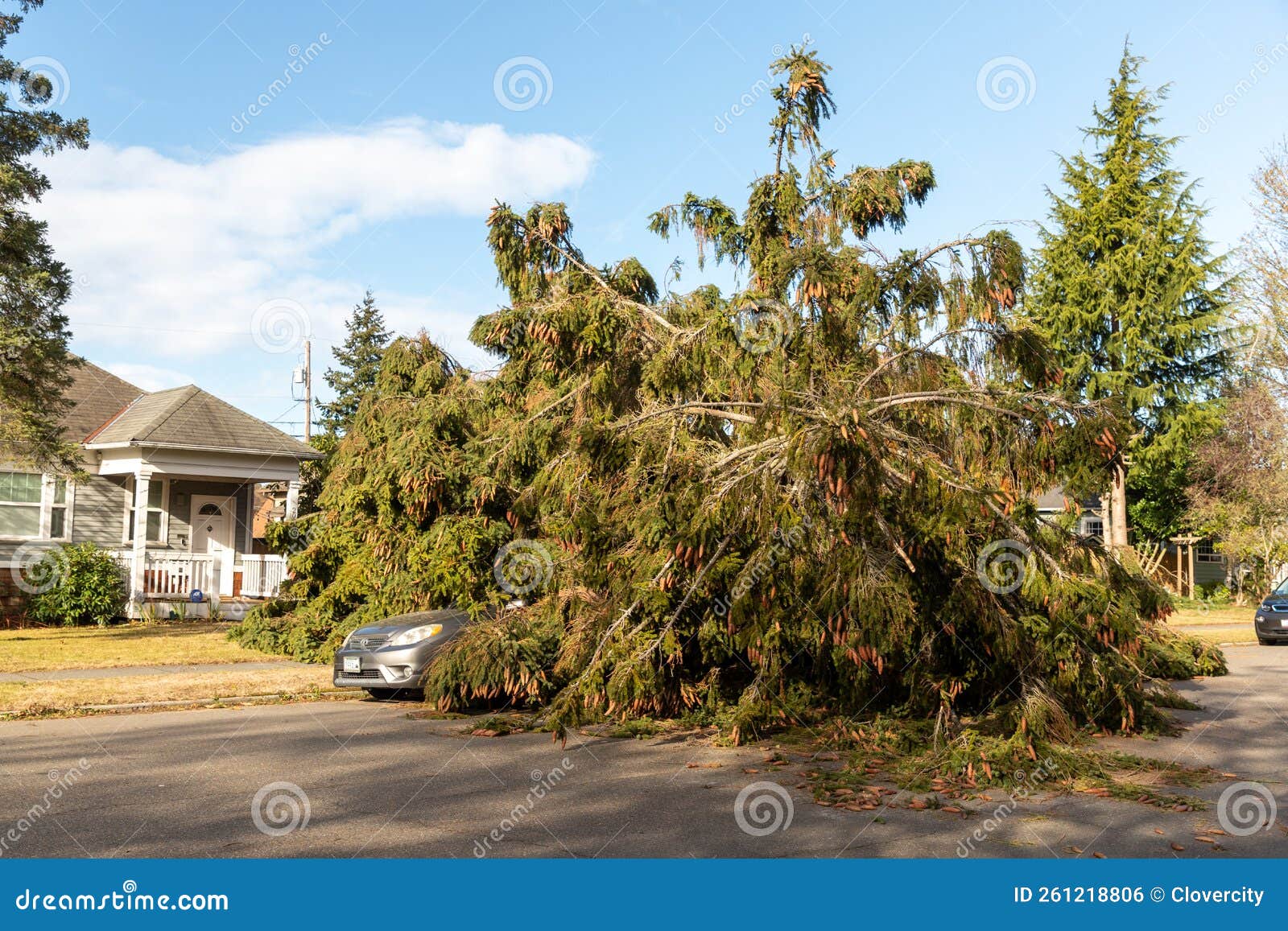 Wind Storm Fallen Tree in Everett WA Editorial Photo - Image of ...