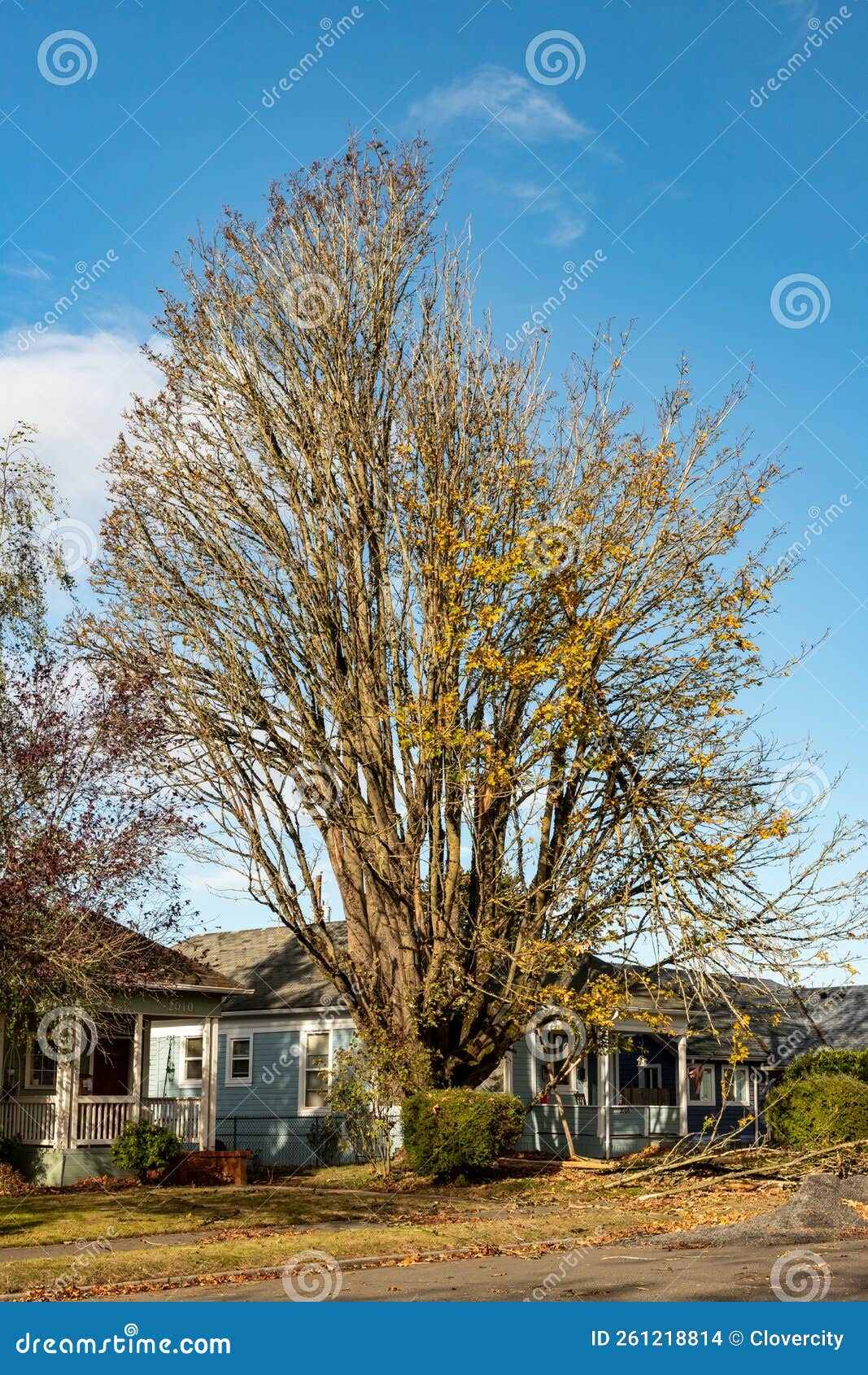 Wind Storm Fallen Treee Branches in Everett WA Stock Photo - Image of ...