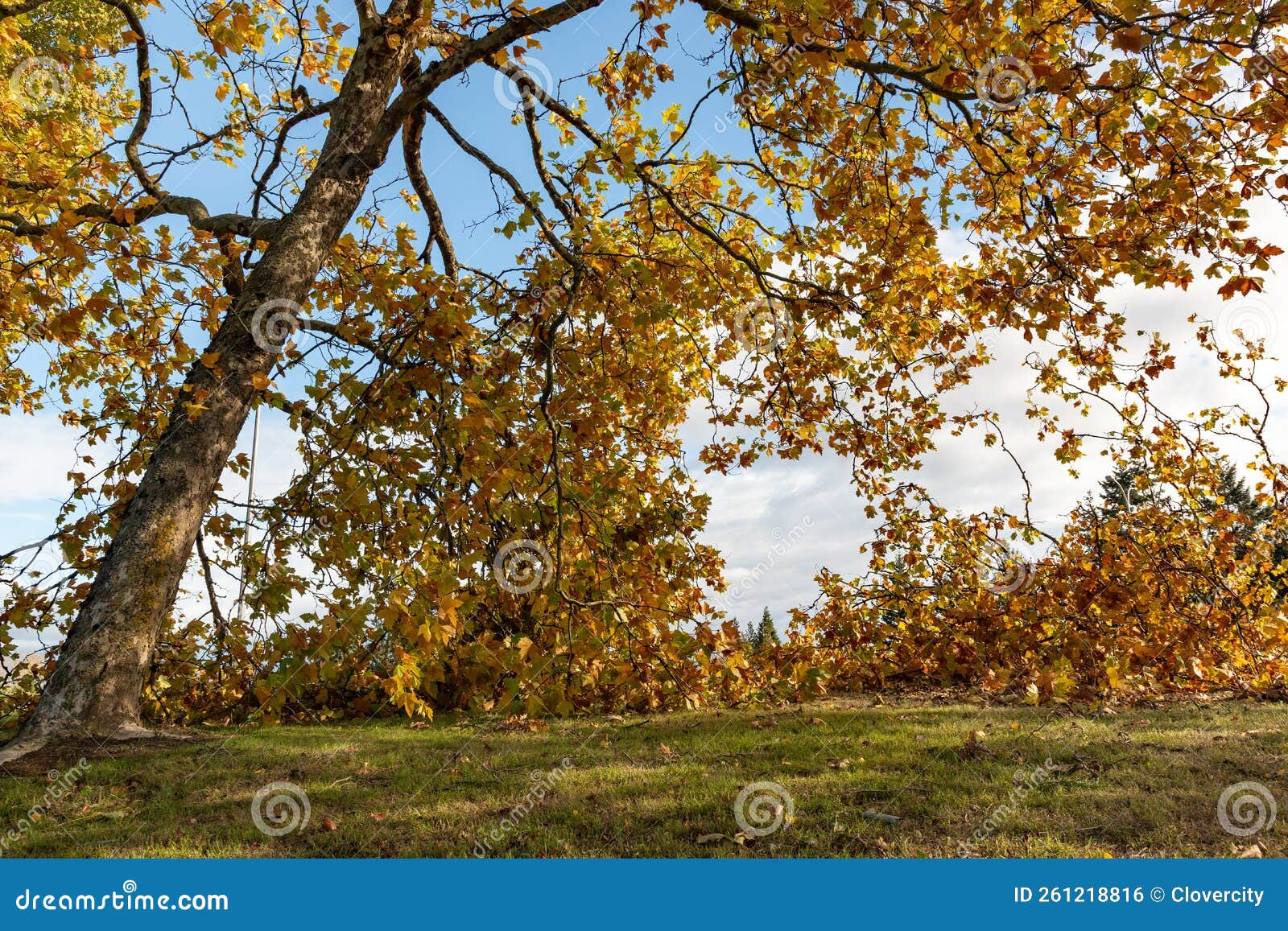 Wind Storm Fallen Treee Branches in Everett WA Stock Photo - Image of ...