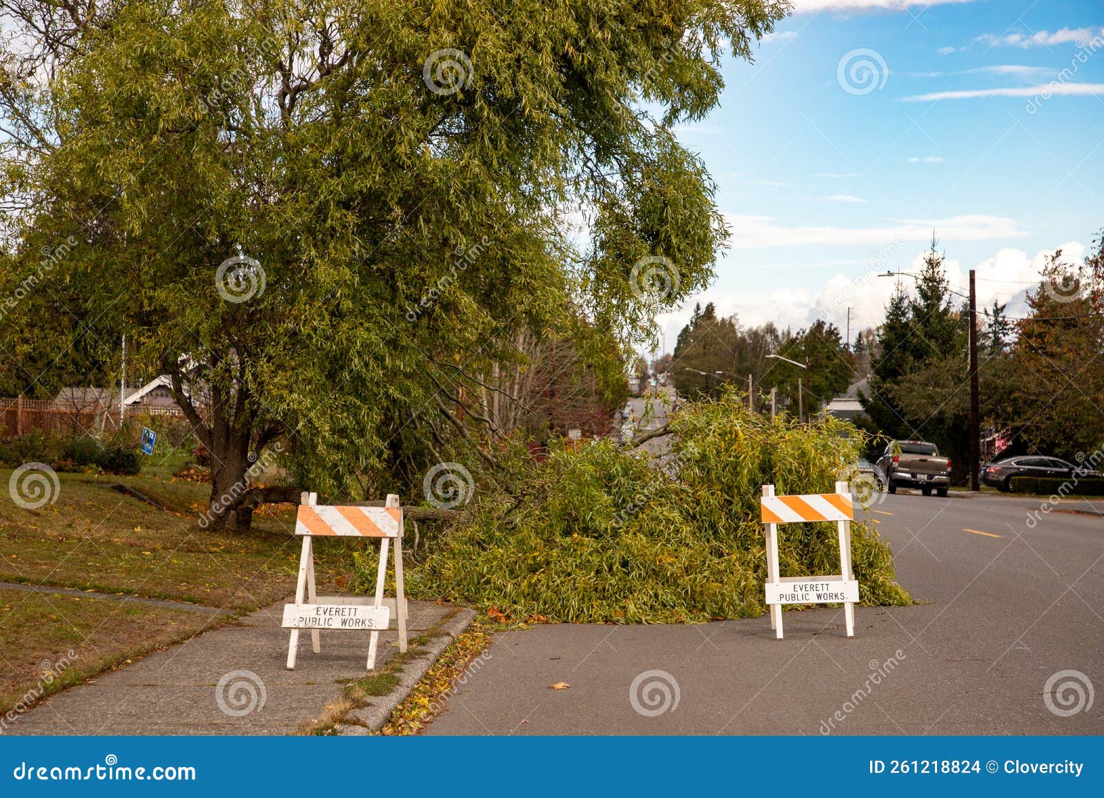 Wind Storm Fallen Treee Branches in Everett WA Stock Photo - Image of ...