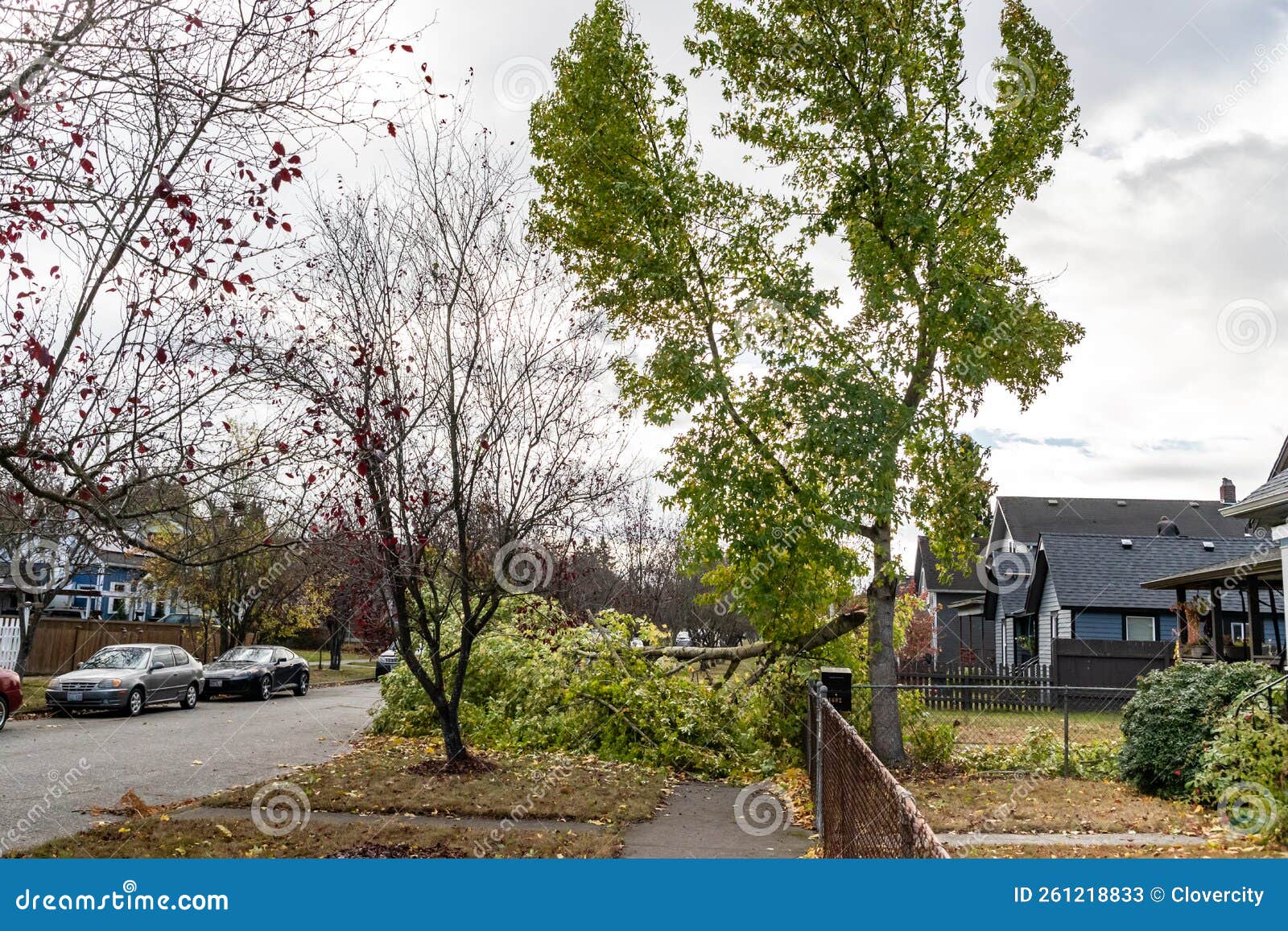 Wind Storm Fallen Treee Branches in Everett WA Editorial Stock Photo ...