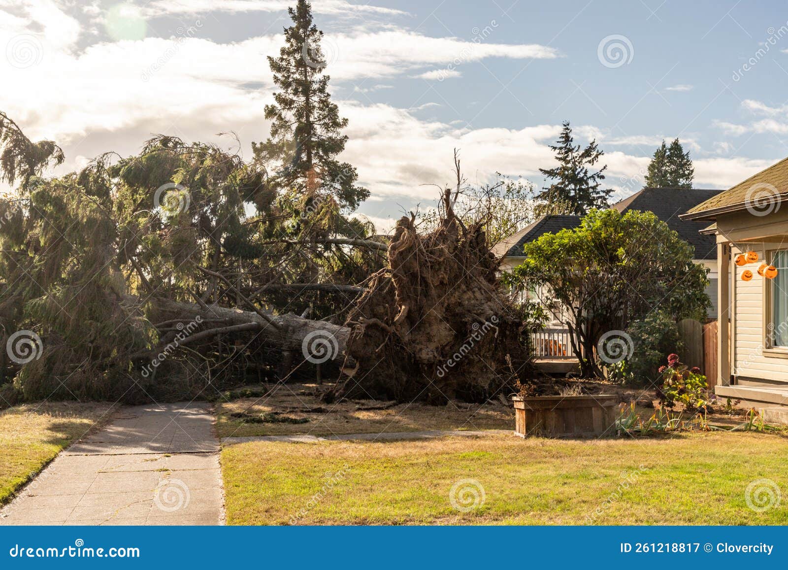 Wind Storm Fallen Treee in Everett WA Neighborhood Stock Image - Image ...