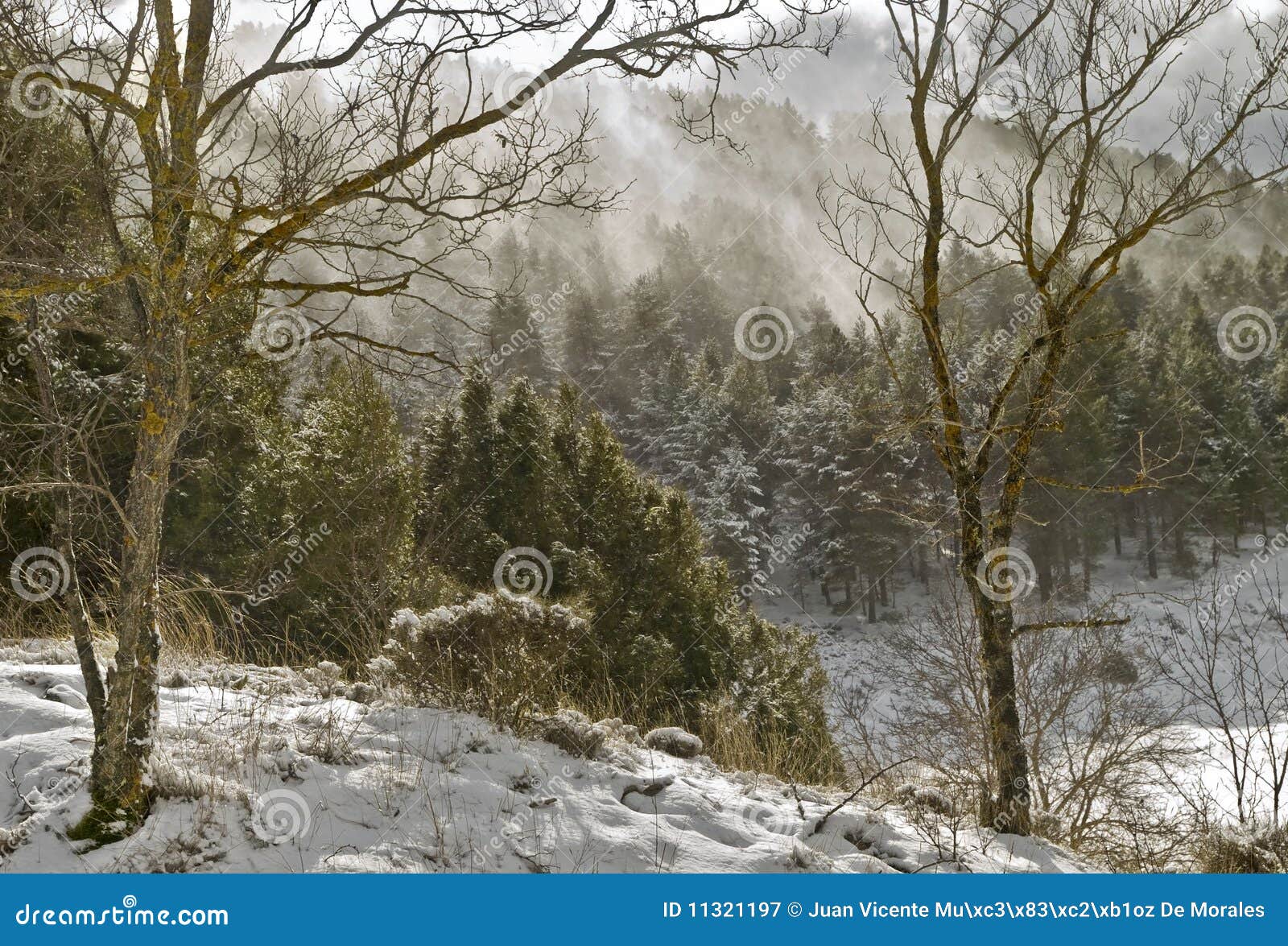 Wind storm in the forest stock image. Image of pine, storm - 11321197