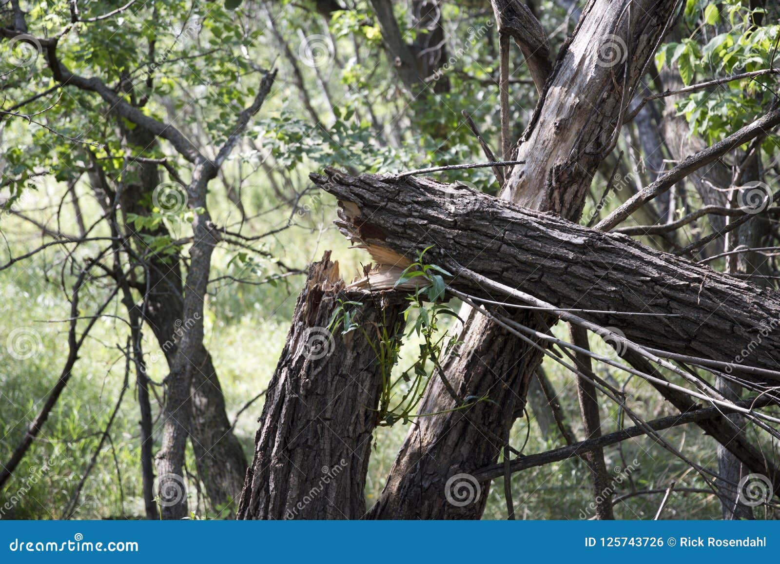 Wind Storm Related Tree Damage Stock Photo - Image of wind, trees ...
