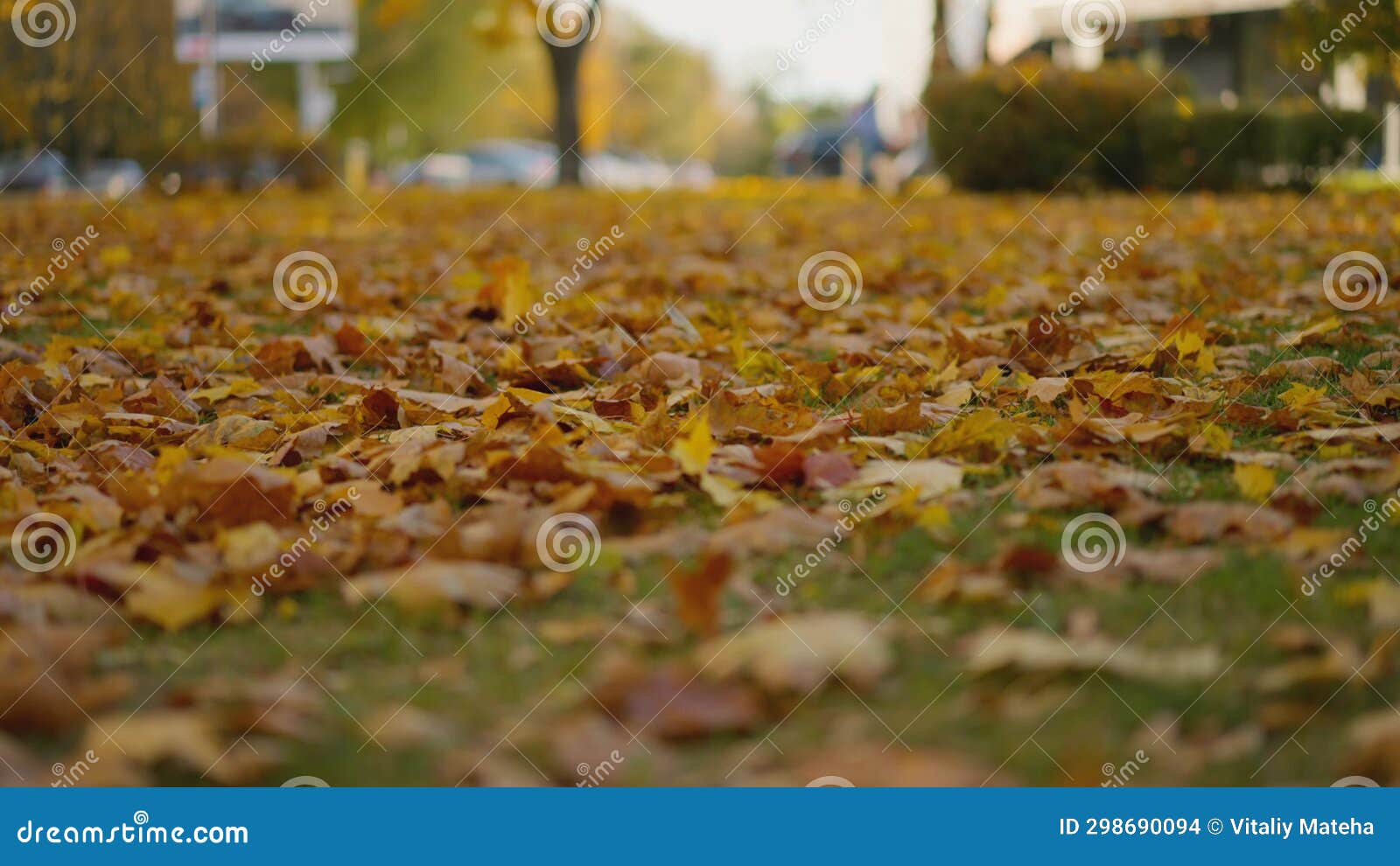 Wind Sweeping Dry Fallen Leaves on the Ground, Blurred Forest ...