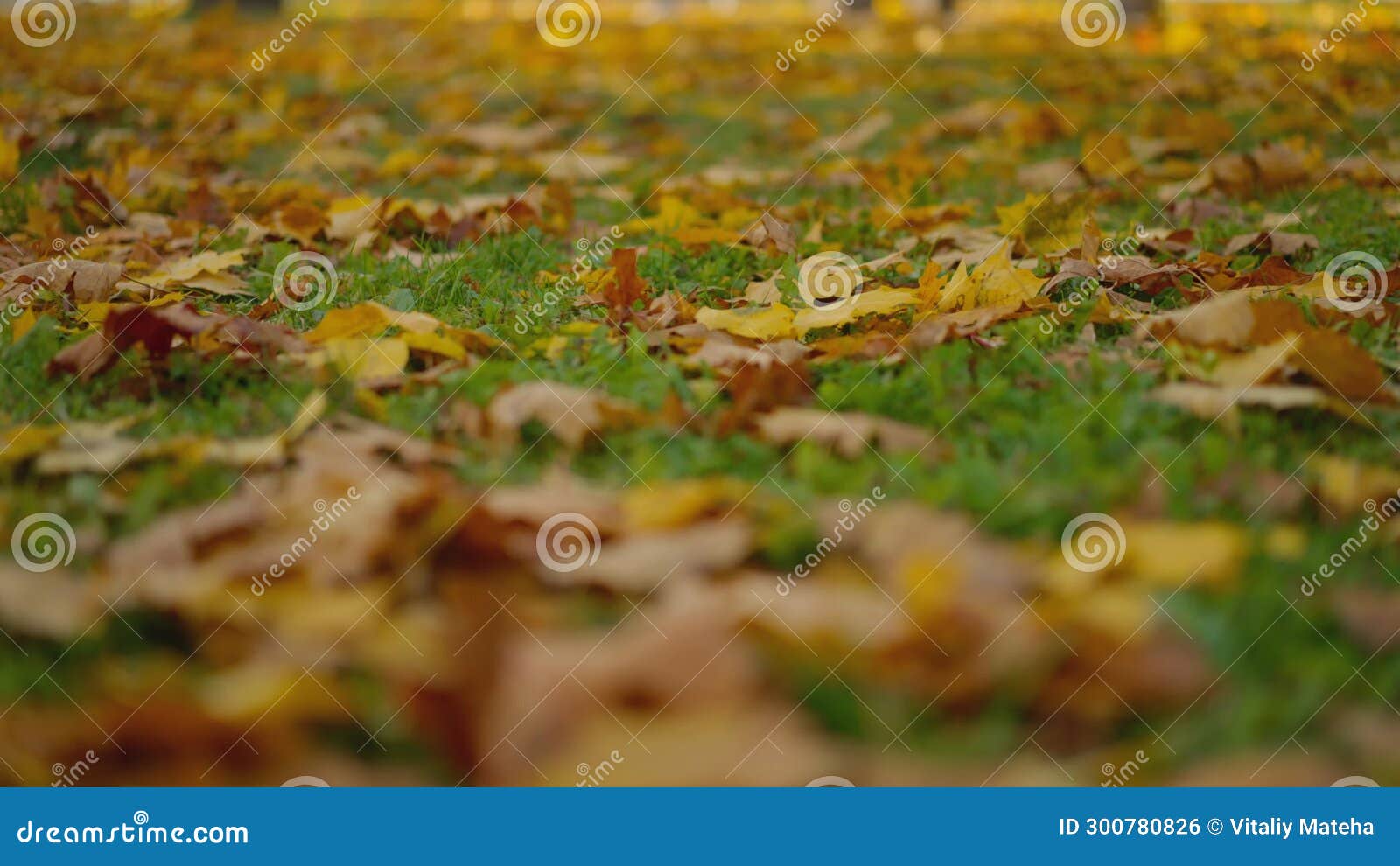Wind Sweeping Dry Fallen Leaves on the Ground, Blurred Forest ...