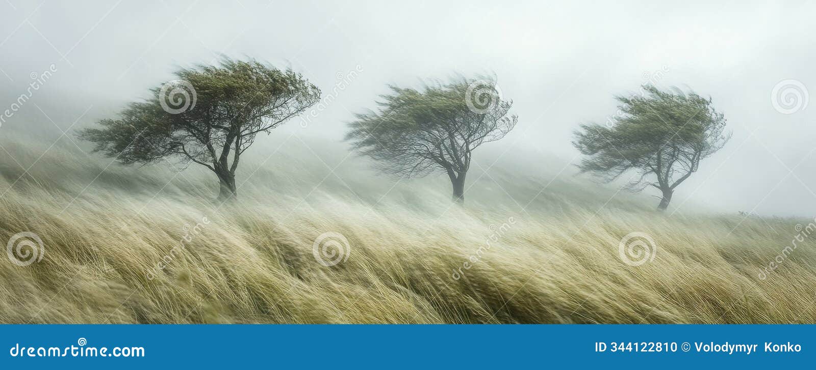 Wind-swept Field with Three Trees Bending in the Breeze, Atmospheric ...