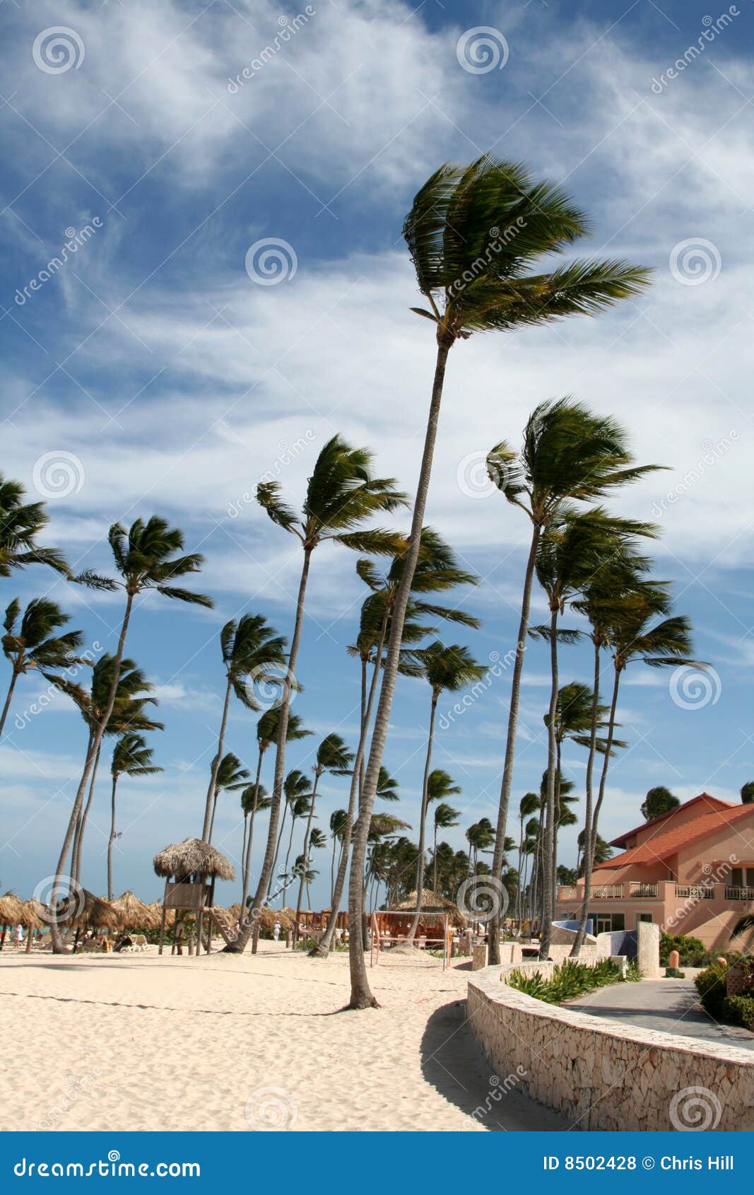 Wind Swept Palm Tree Resort Stock Photo - Image of wave, windy: 8502428