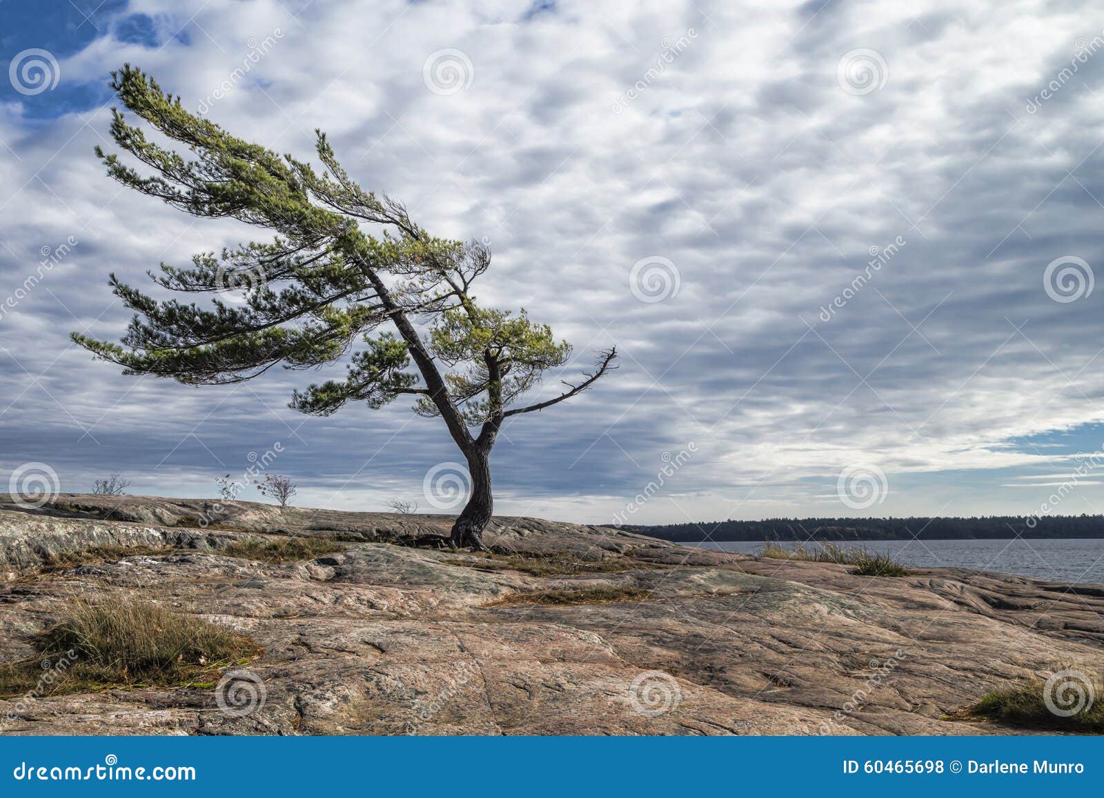 Iconic Windswept Trees Of New Zealand Stock Photo | CartoonDealer.com ...