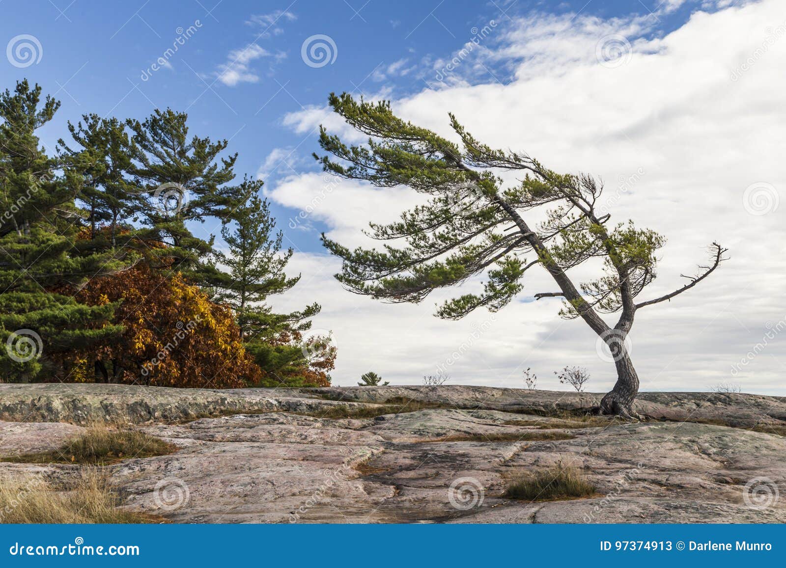 Wind Swept Pine stock image. Image of algonquin, scenery - 97374913