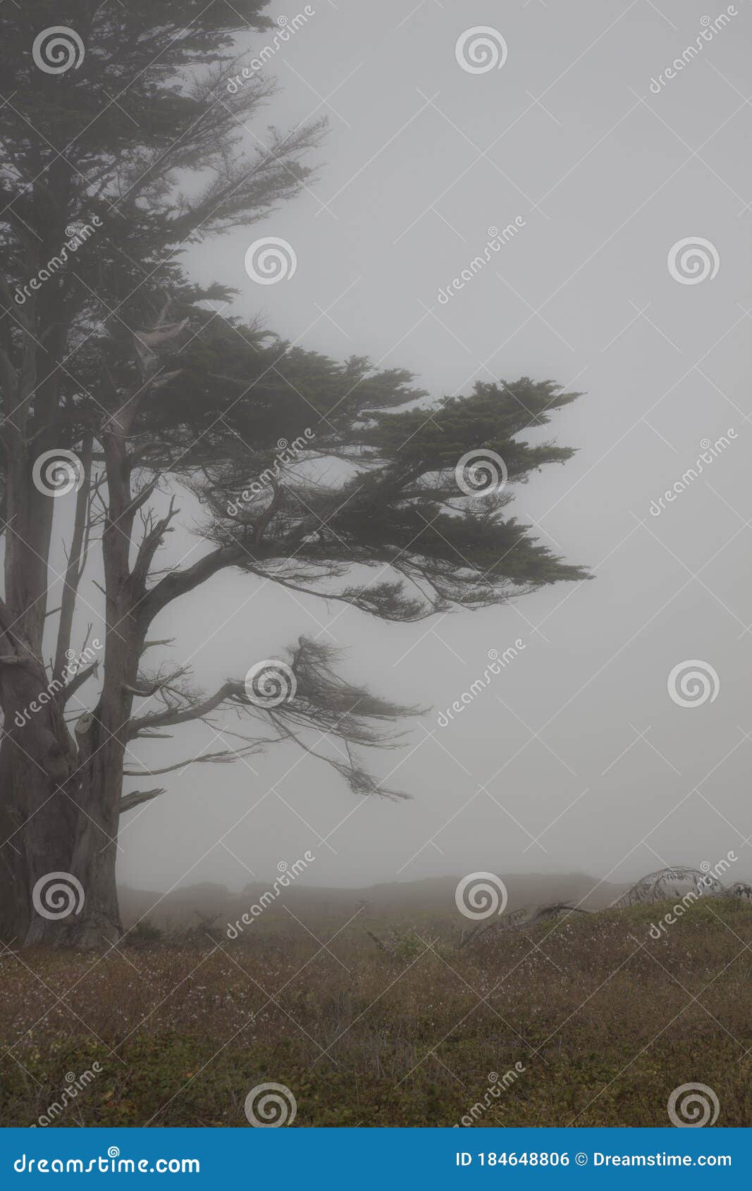 Wind Swept Tree on a Misty Day Stock Photo - Image of foggy, oregon ...