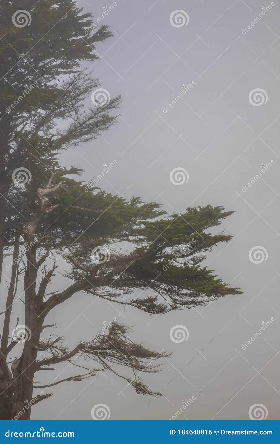 Wind Swept Tree in Fog on Oregon Coast Stock Photo - Image of tree ...