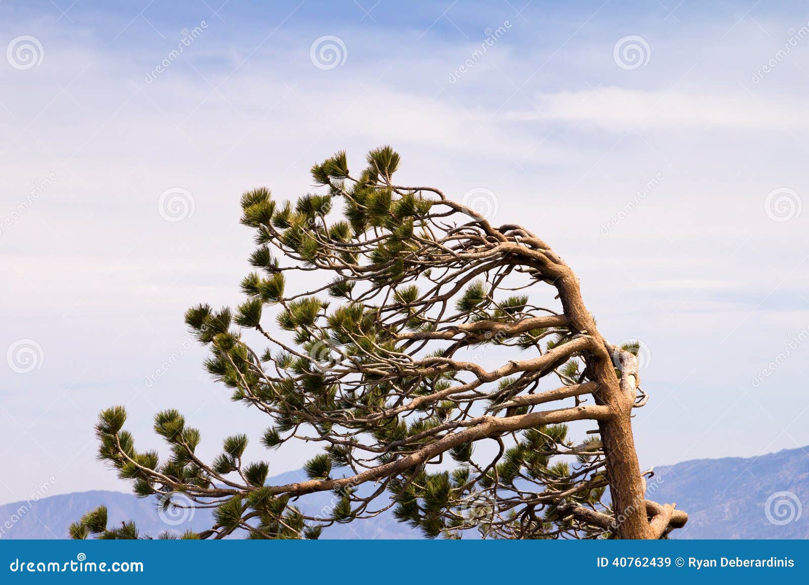 Wind Swept Tree stock image. Image of strong, travel - 40762439