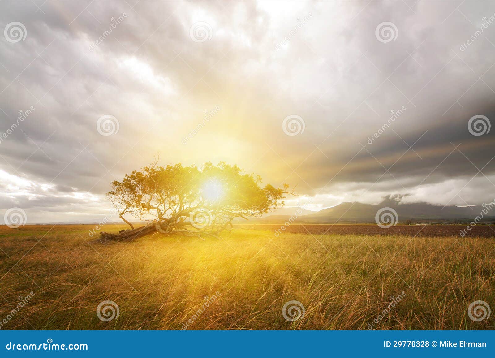 Sunny lone tree stock photo. Image of tree, panorama - 29770328
