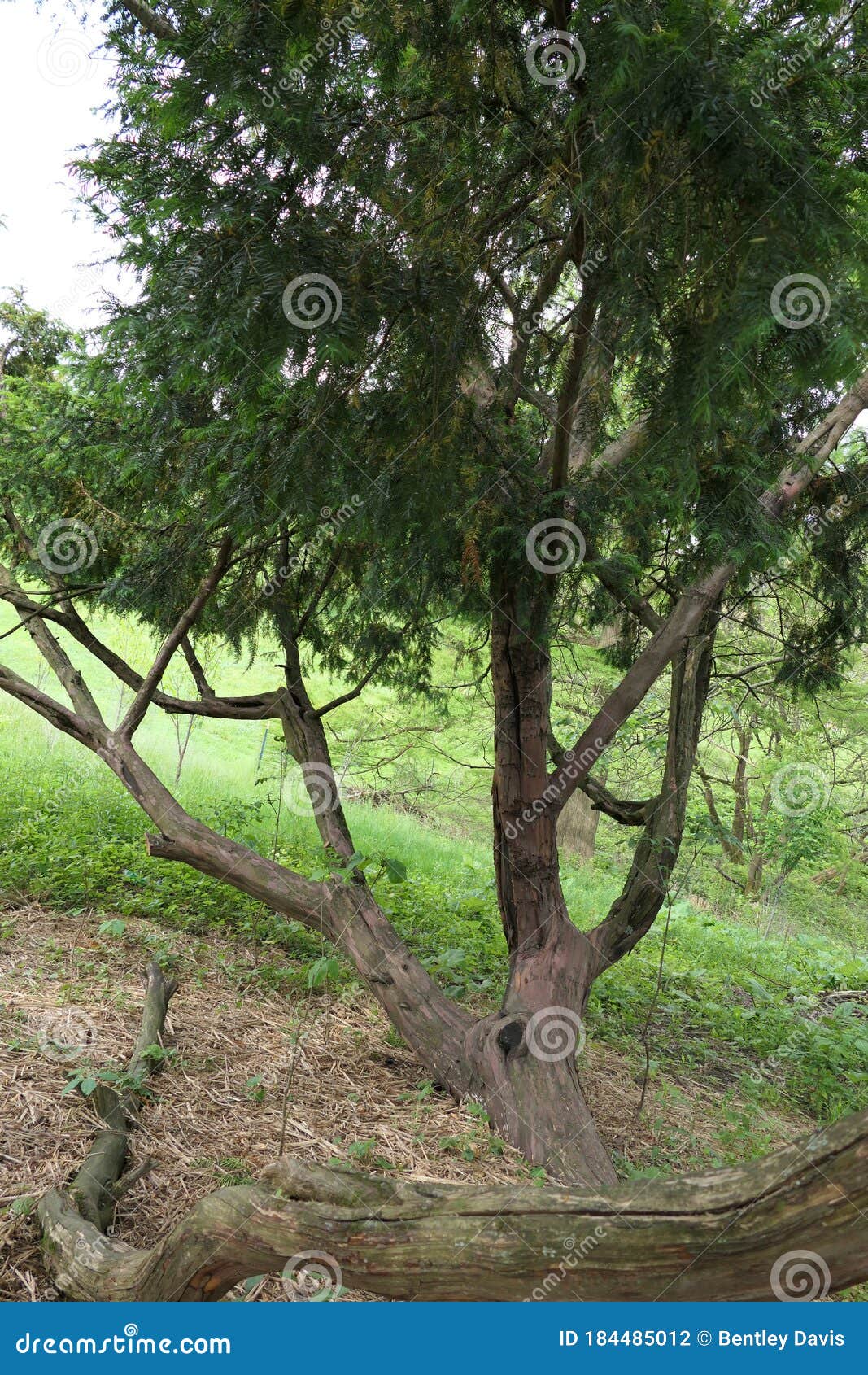 Wind Swept Tree Growing At A Slant Stock Photo | CartoonDealer.com ...