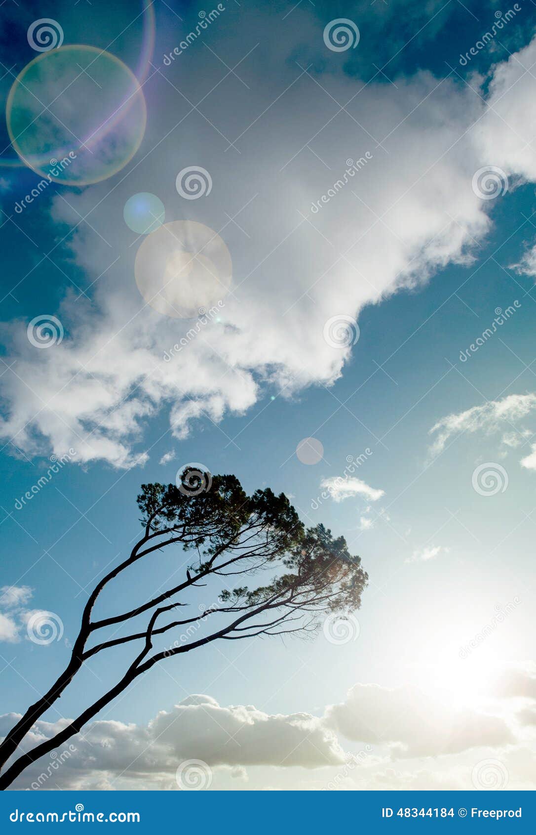 Wind swept tree stock photo. Image of cloud, object, aquitaine - 48344184