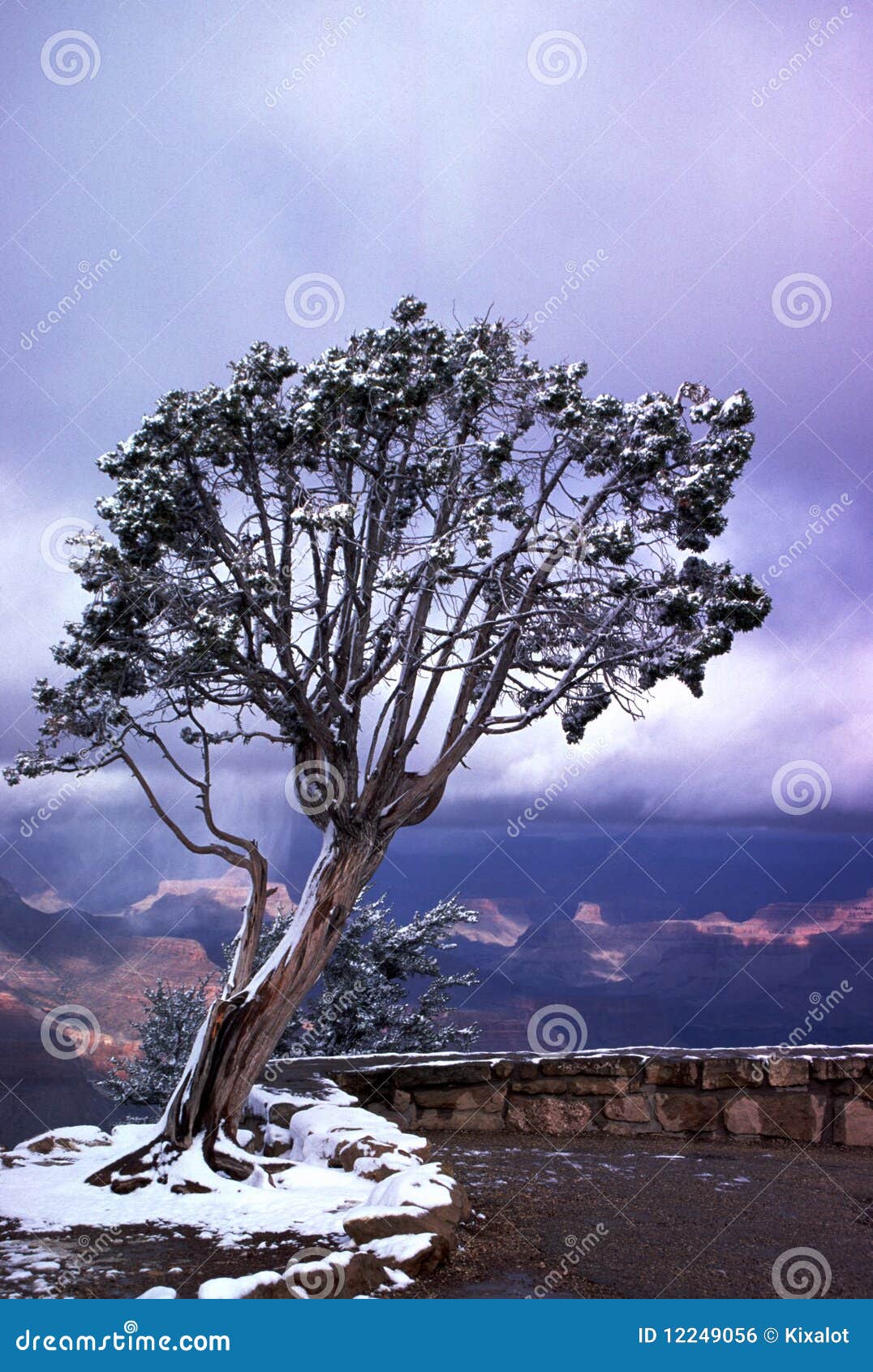 Wind-Swept Tree on West Rim Grand Canyon Stock Photo - Image of ...