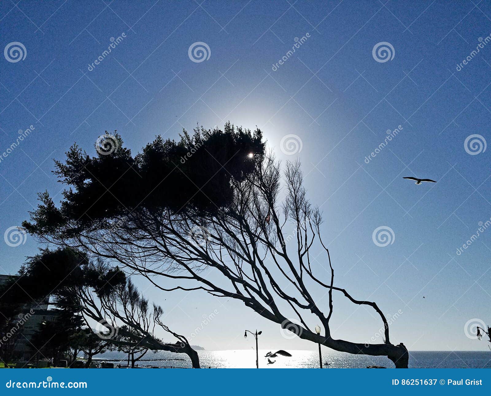 Wind Swept Trees Over Ocean Stock Image - Image of palm, bright: 86251637