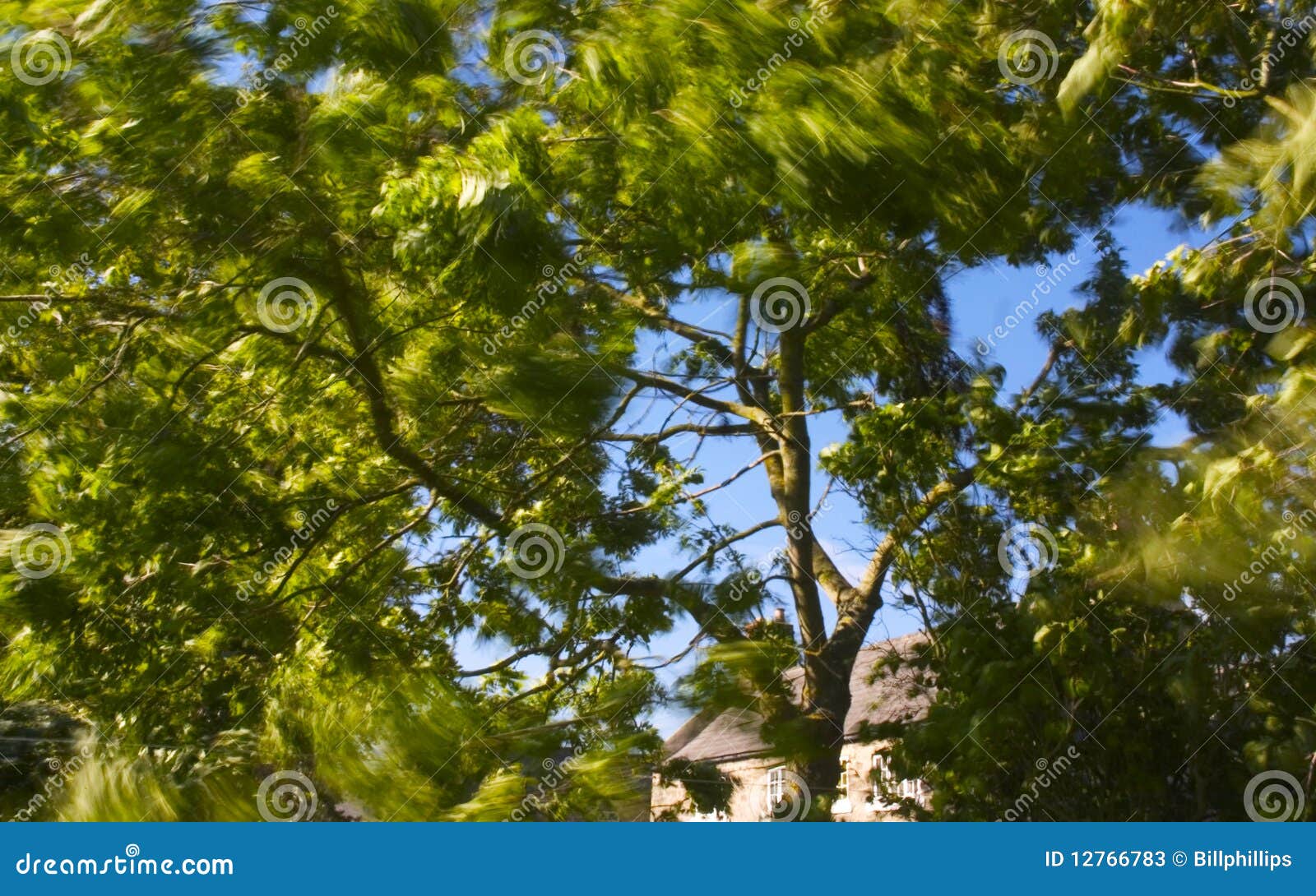 Wind in trees stock image. Image of wind, foliage, vegetation - 12766783